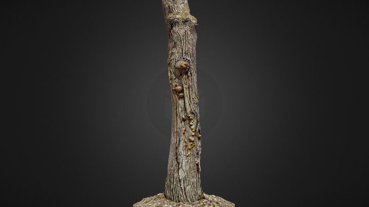 Branch 3D models - Sketchfab