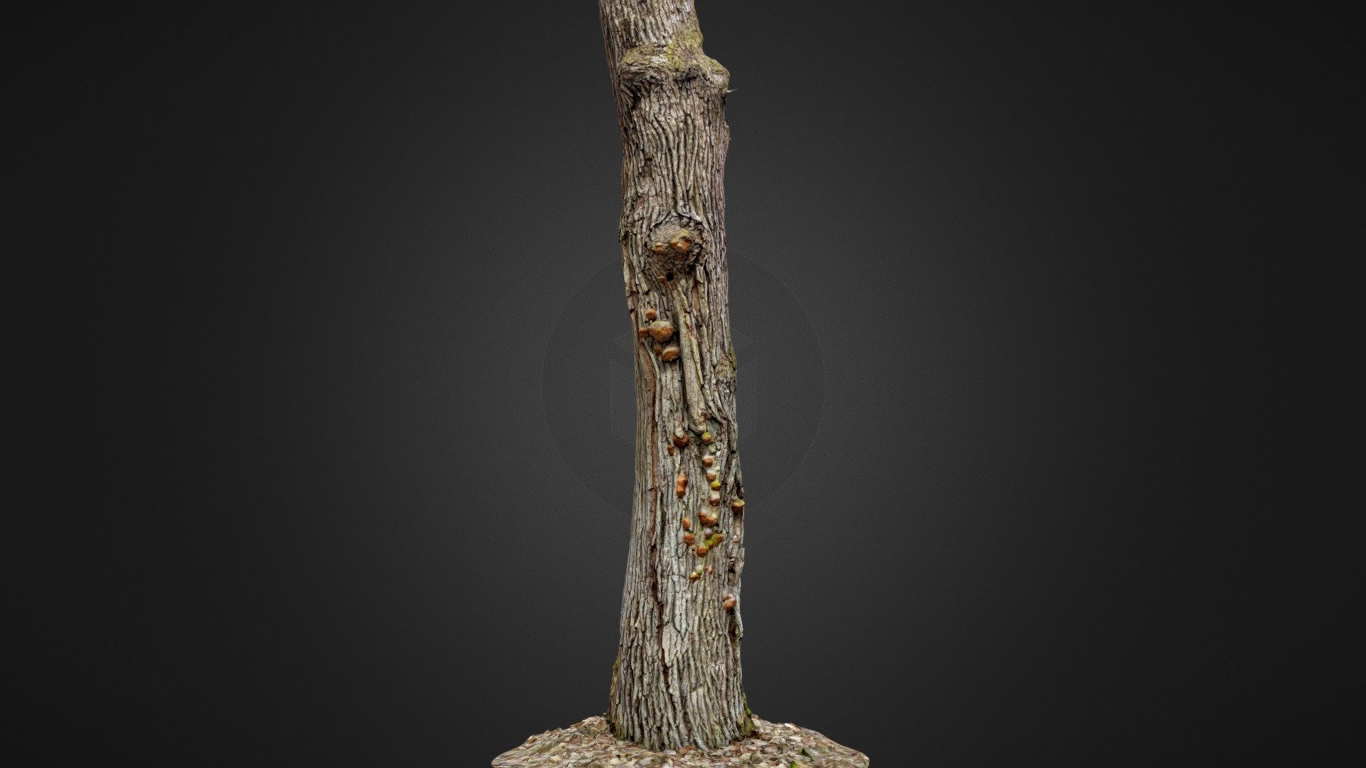 Large oak tree with parasitic fungi - Download Free 3D model by ...