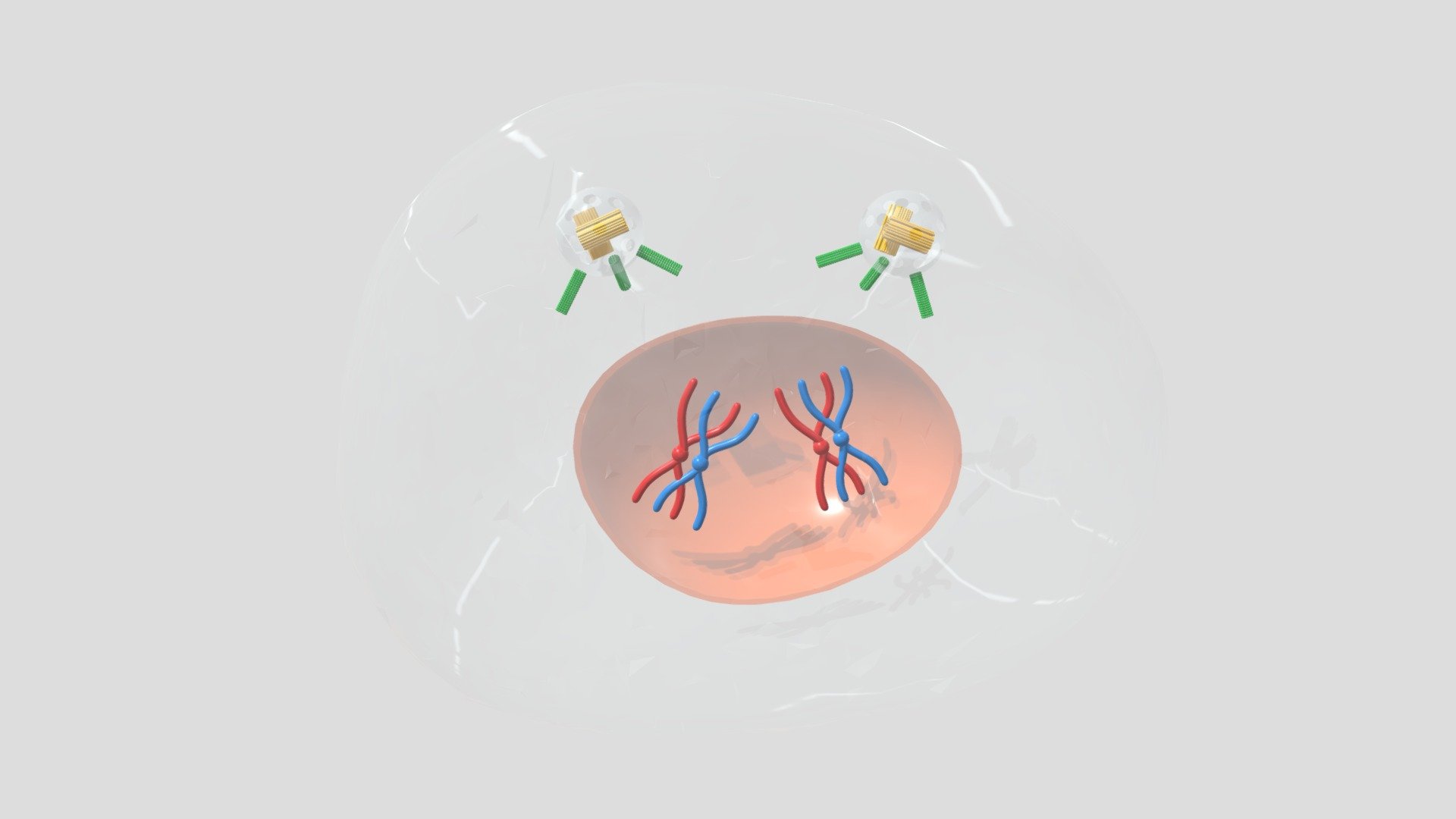 Cell Division 13 Meiosis I Prophase I Pachytene - 3D model by Júlio ...