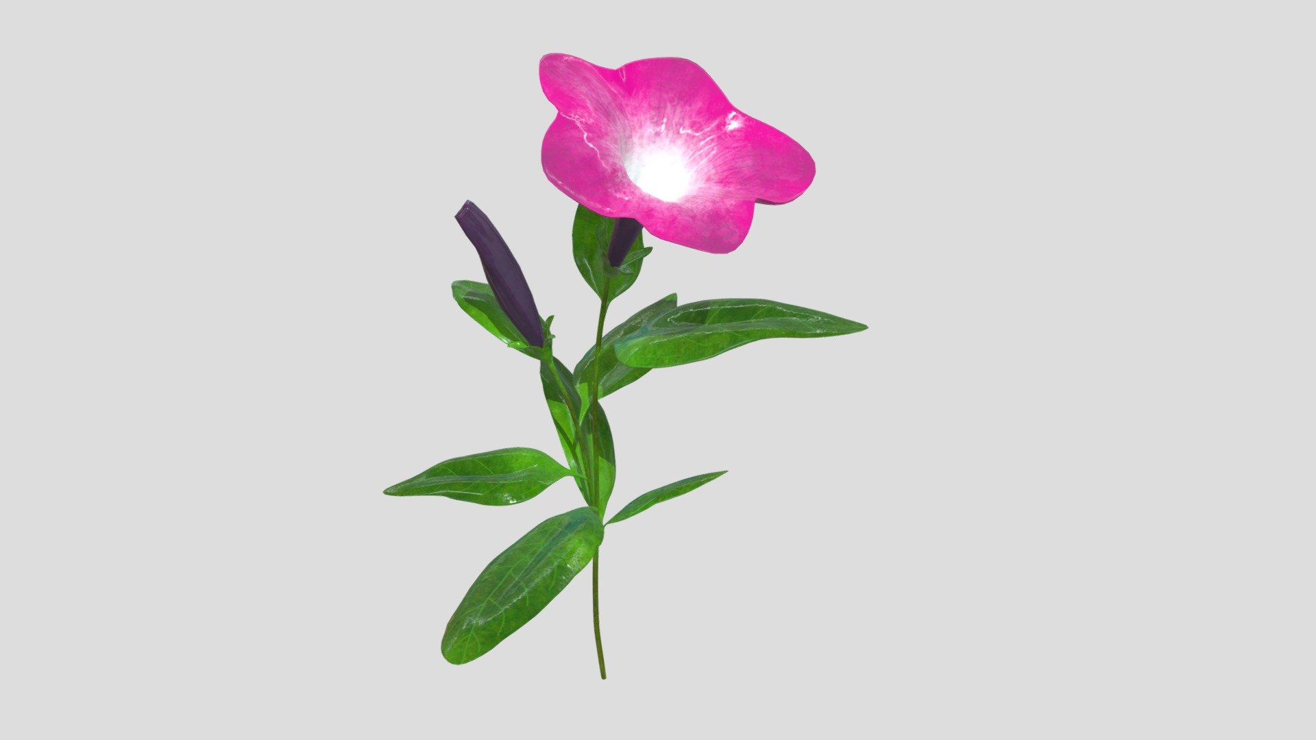 Petunia - 3D model by amsiu [1a4f90e] - Sketchfab