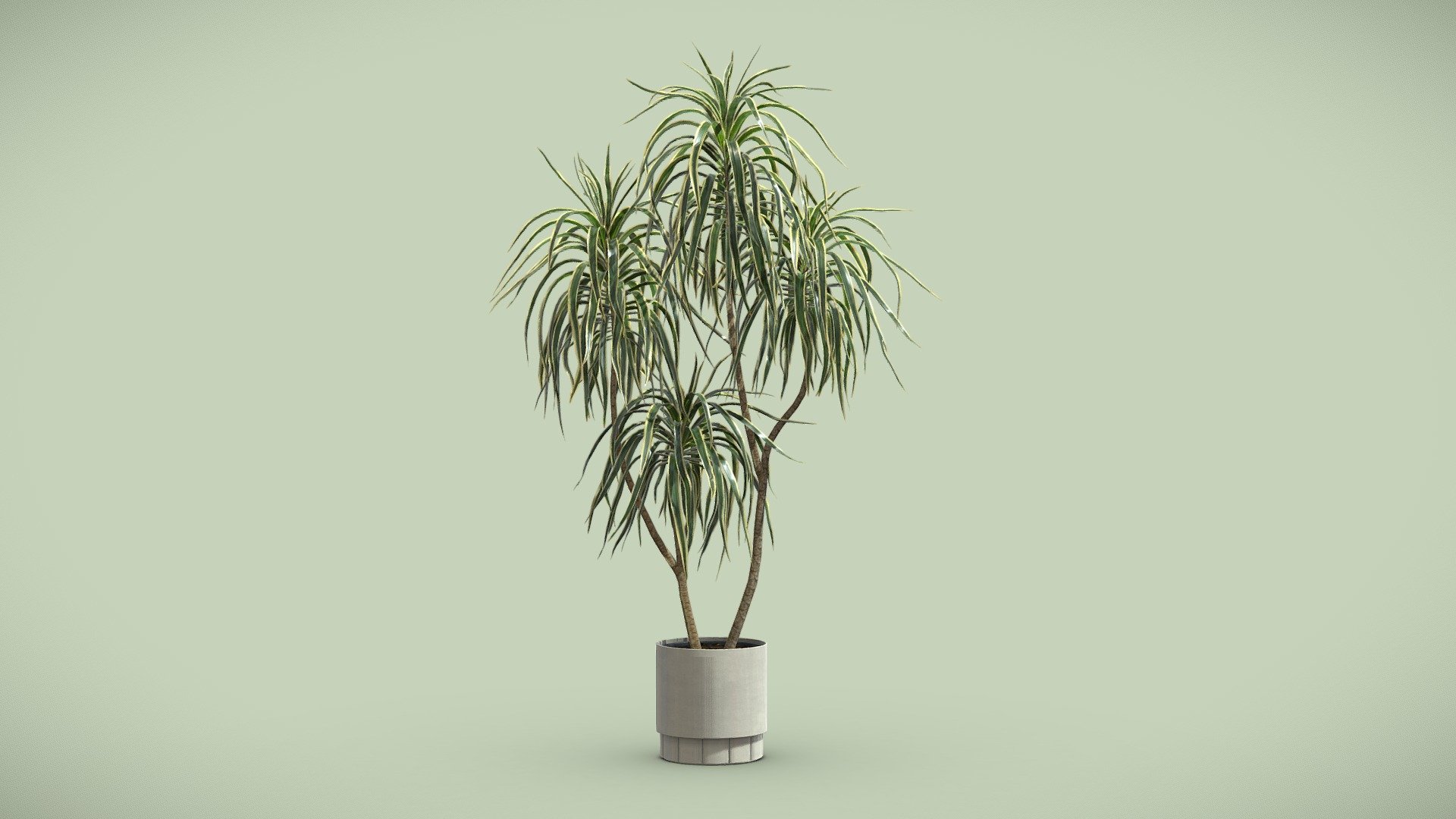 Dracaena Variegata - Buy Royalty Free 3D model by AllQuad [1a4fefa] - Sketchfab Store