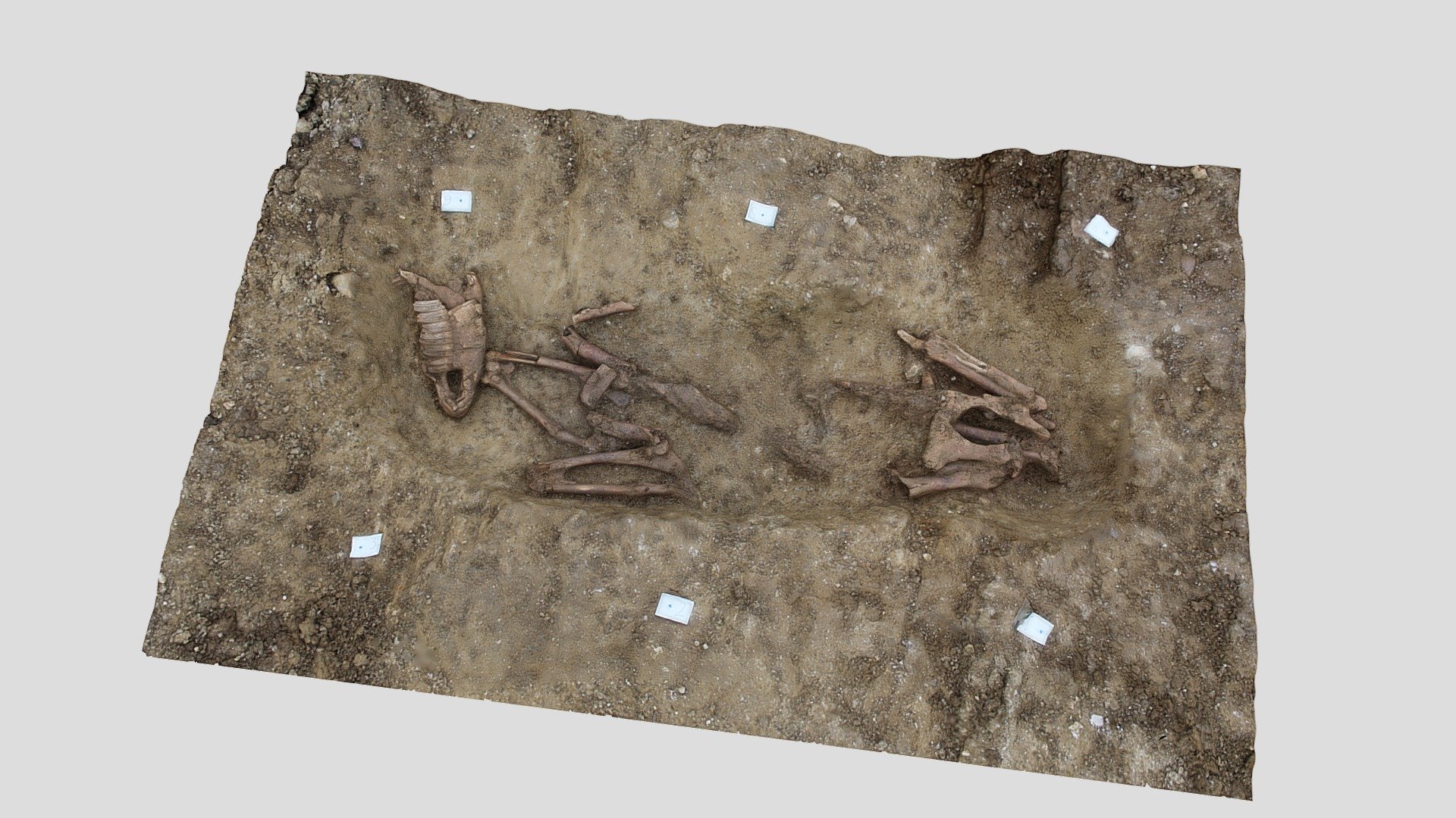 Iron Age juvenile horse burial from the A428 - 3D model by MOLA ...