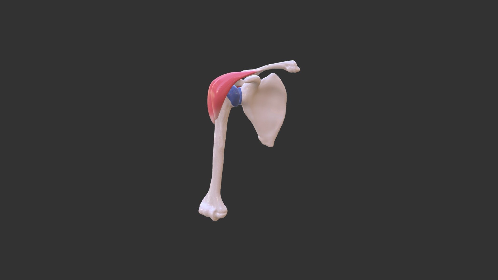 Shoulder - 3D model by fuscaldo [1a53f41] - Sketchfab