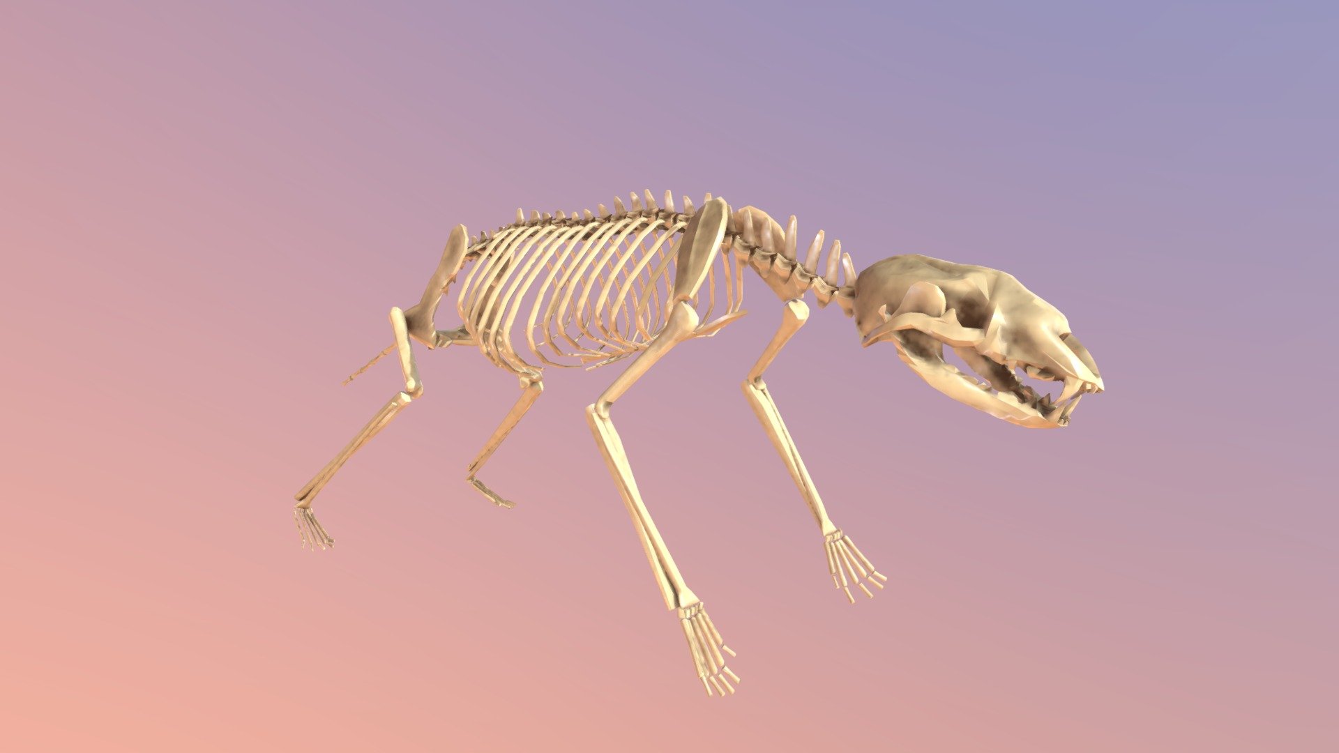 Honey Badger Skeleton - Download Free 3D model by merrychuu [1a548ef ...