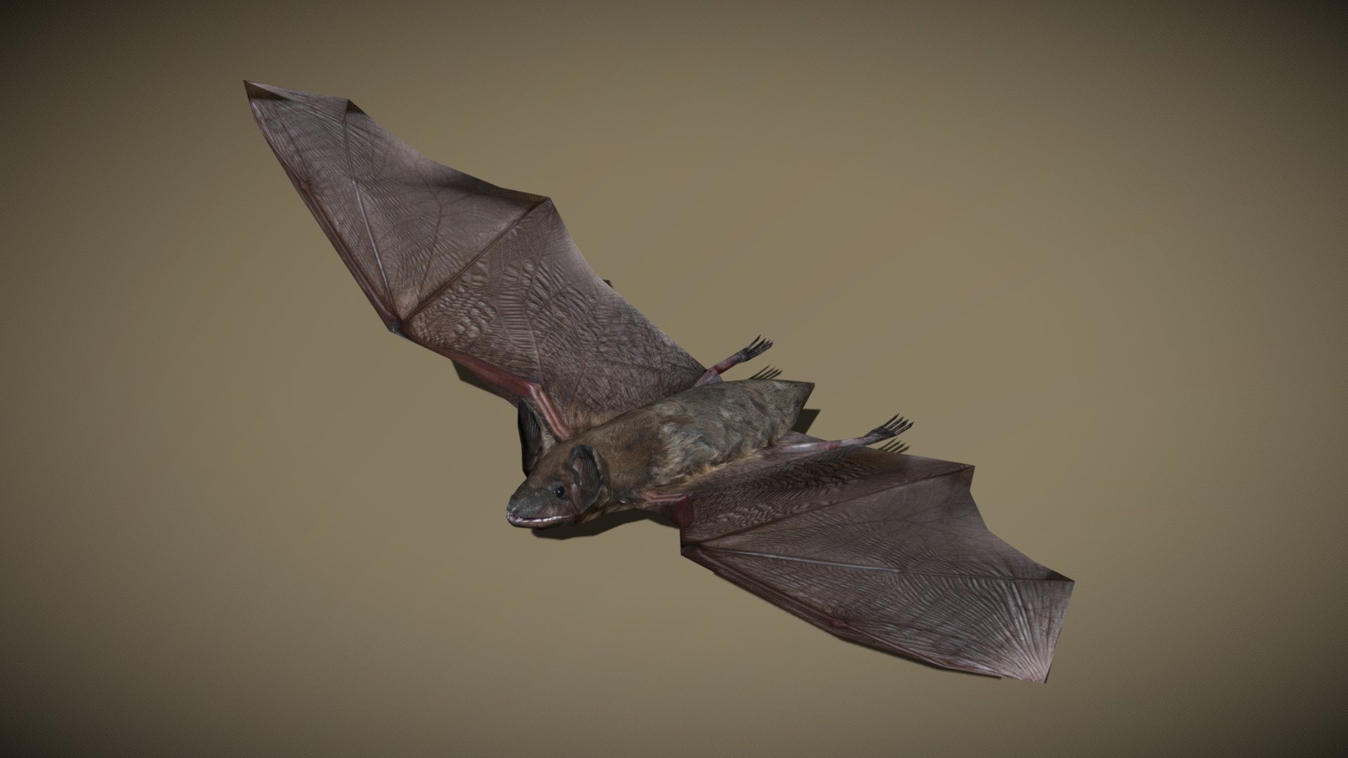 3DRT - birds and critters - bat - 3D model by 3DRT.com [1a5cdf9 ...