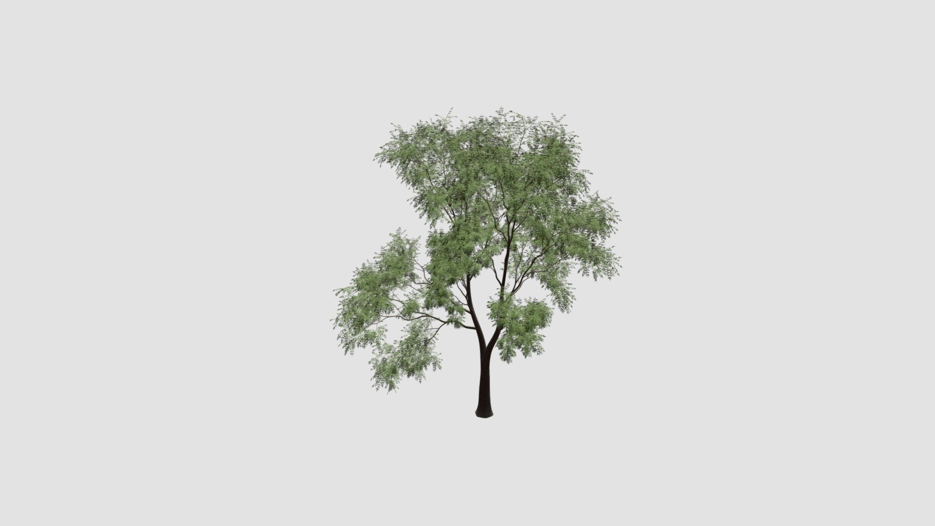 tree - Buy Royalty Free 3D model by Evermotion [1a6134c] - Sketchfab Store