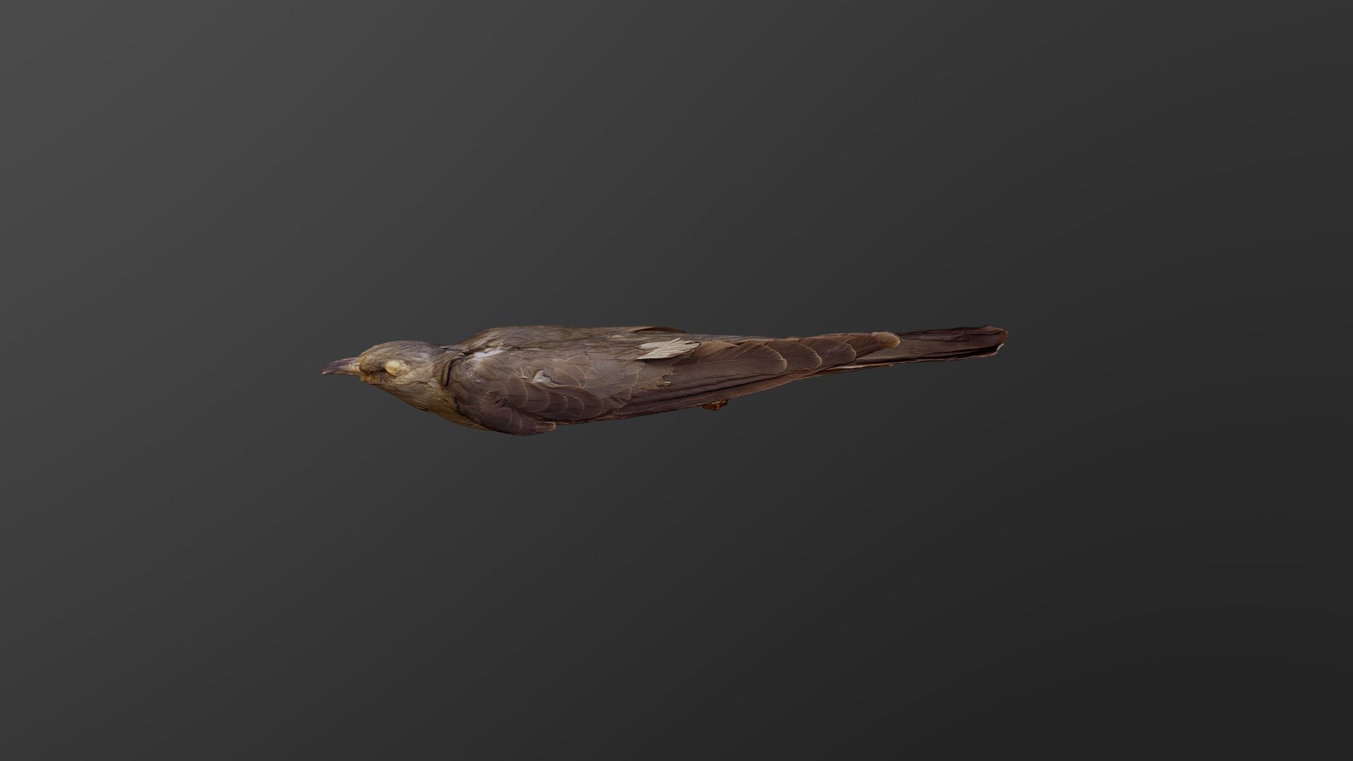 Caprimulgus ridgwayi - Download Free 3D model by MooreLab [1a63f19 ...