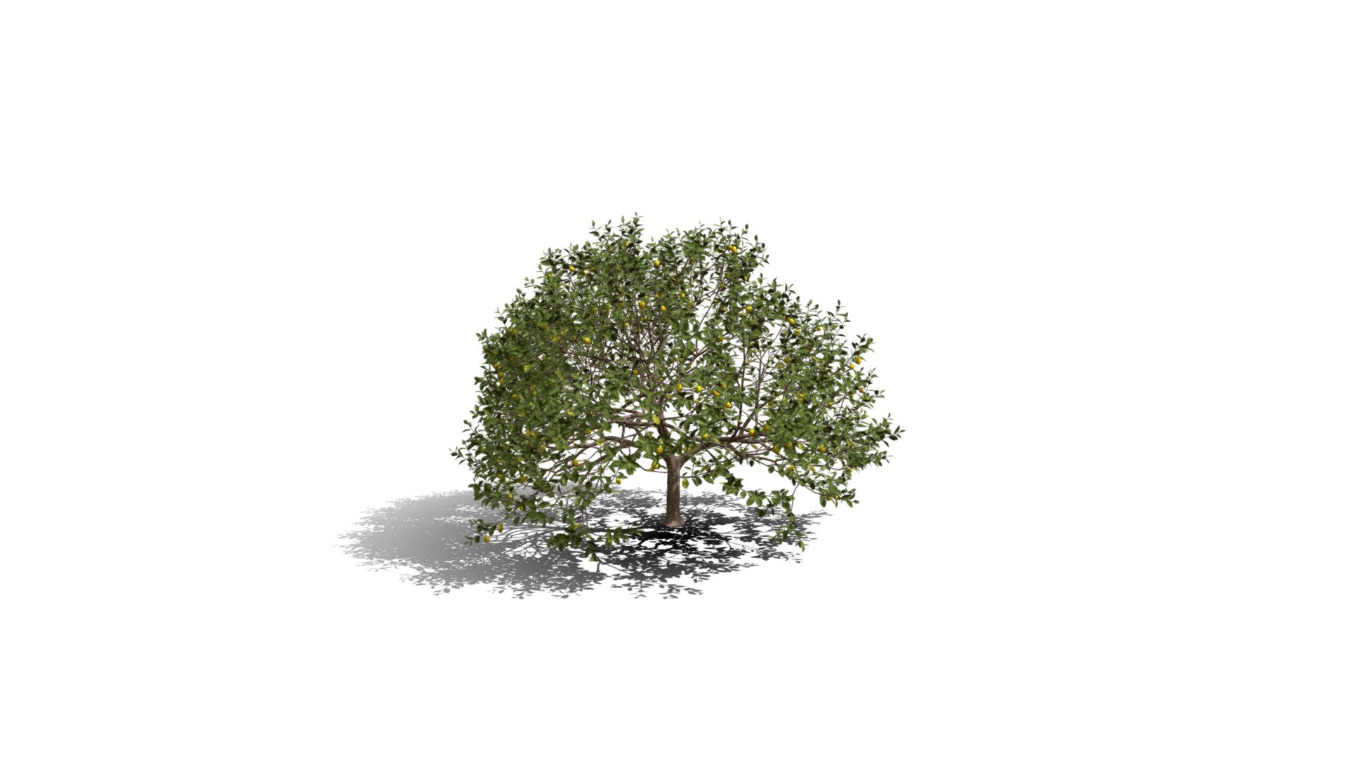 Realistic HD Lemon tree (19/30) - Download Free 3D model by ...