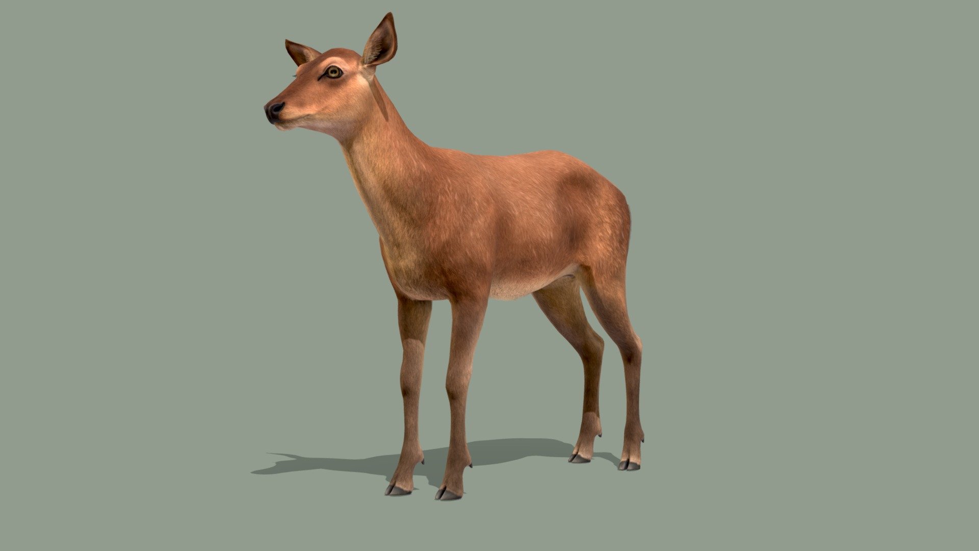 Red Deer Doe animations - Buy Royalty Free 3D model by RedDeer ...