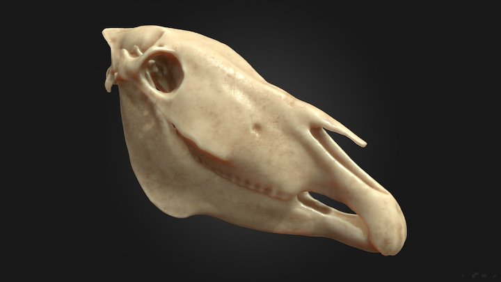 Loshad 3D models - Sketchfab