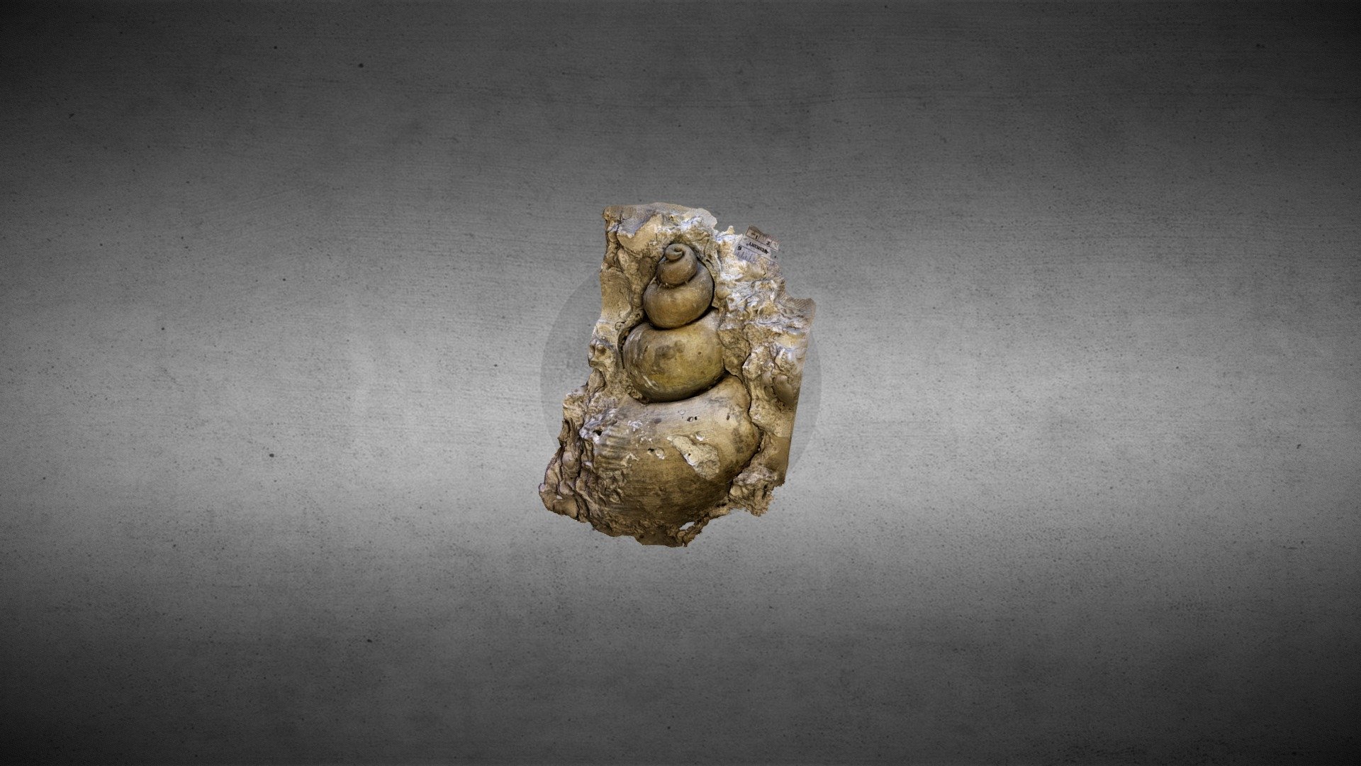 Shell - 3D model by James (@jamesfarrell) [1a70256] - Sketchfab