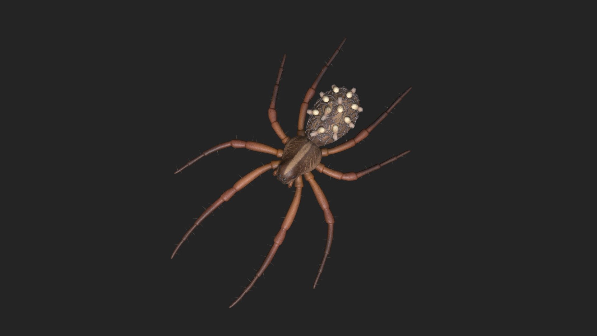 Wolfspin Baby Spider - 3D model by lucvrs [1a75d60] - Sketchfab