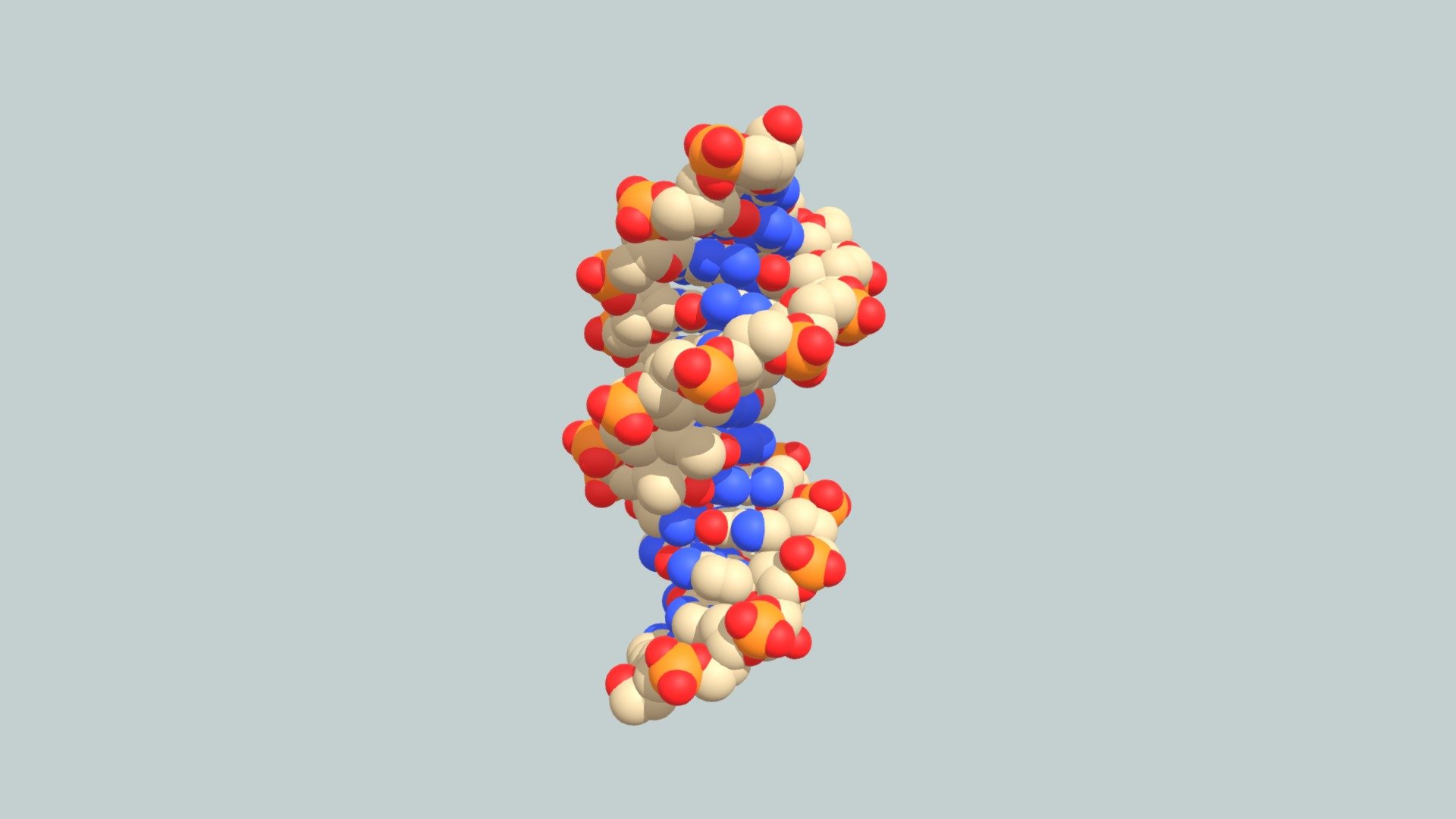 DNA Ribbon Space-Fill Molecular Model - 3D model by S.Duce (@sduce ...