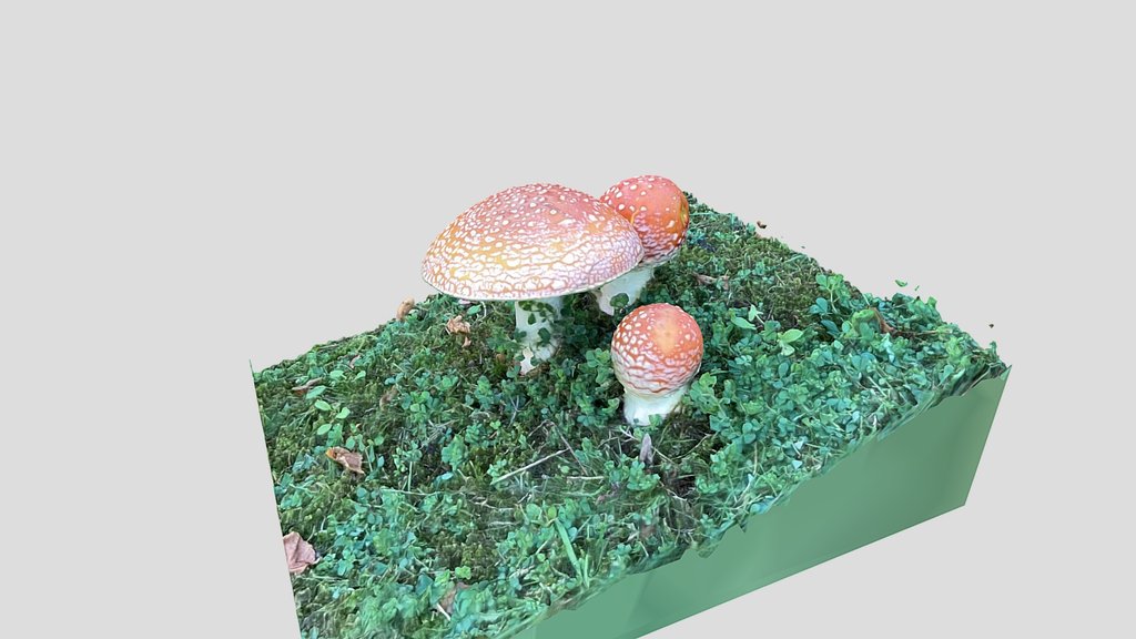 Mushrooms and Fungi - A 3D model collection by Tedathon - Sketchfab