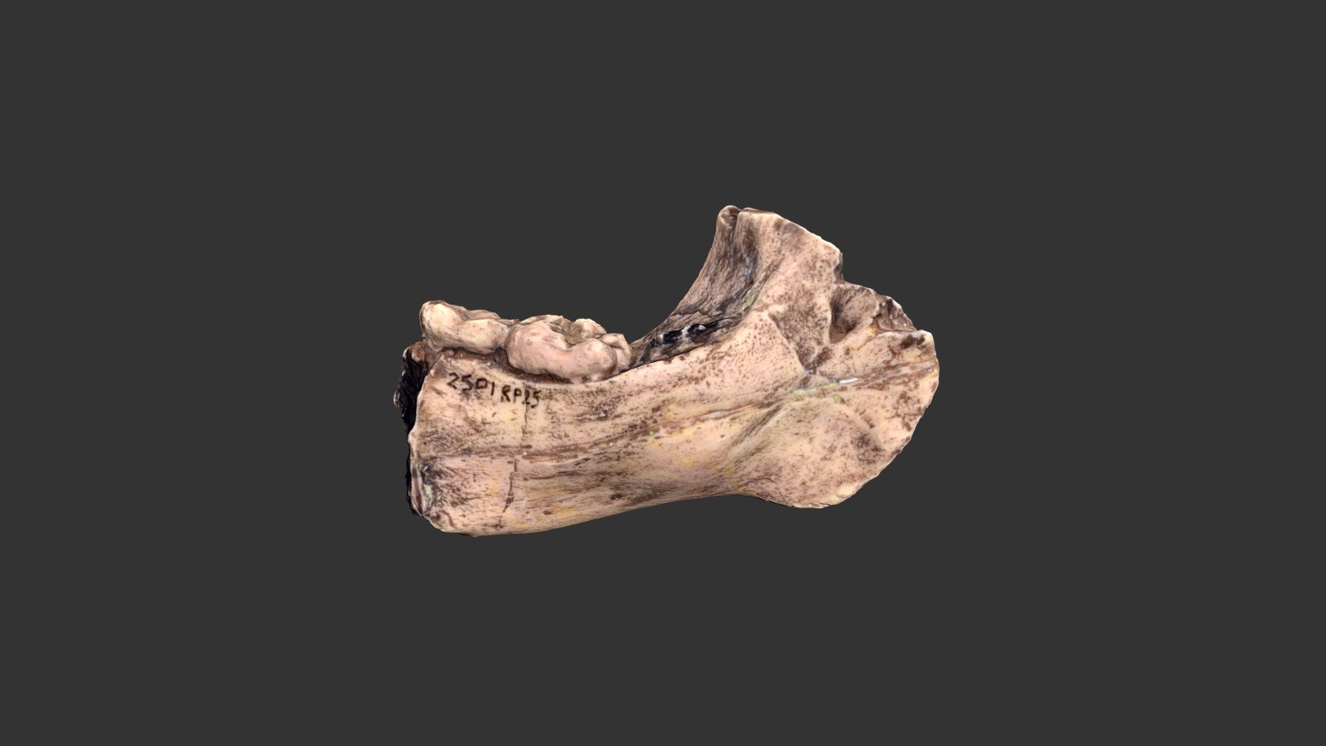 Paranthropus robustus (2501.1rp25) - mandible - Download Free 3D model ...