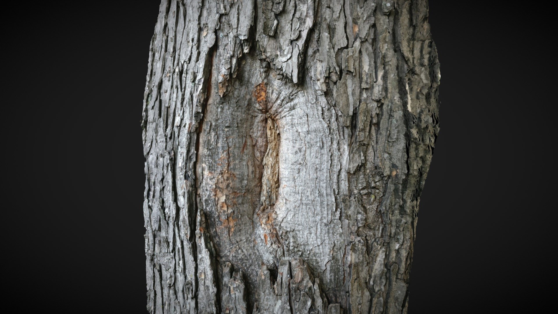 tree trunk surface high details 03 - Buy Royalty Free 3D model by 3D ...