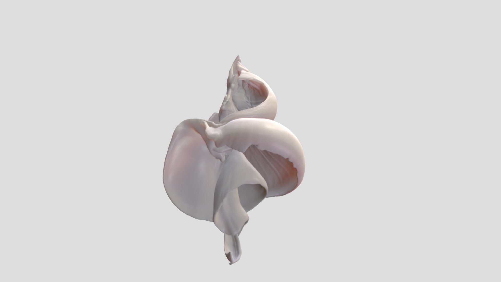 Shell-sketch-02 - 3D model by bourgoynestudio [1a8d349] - Sketchfab