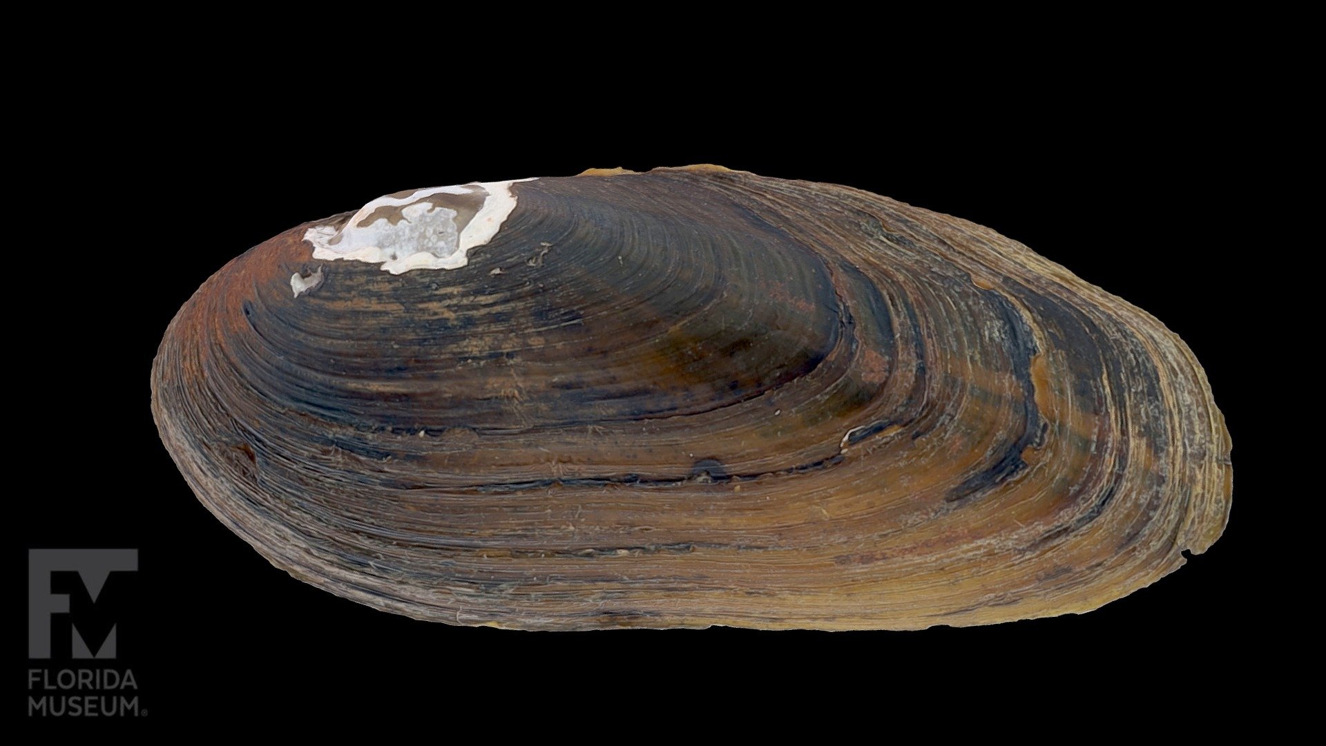 Delicate spike - Freshwater Mussel - 3D model by FloridaMuseum [1a97a3e ...