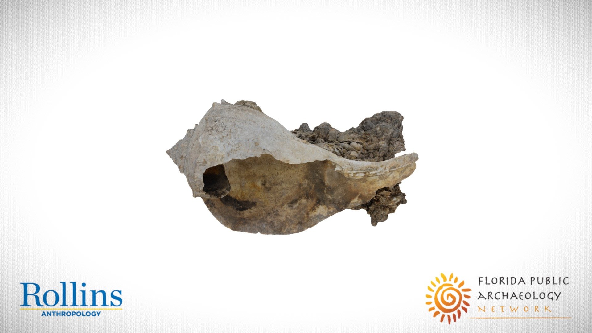 Welk Shell Cup - 3D model by Florida Public Archaeology Network (@fpan ...