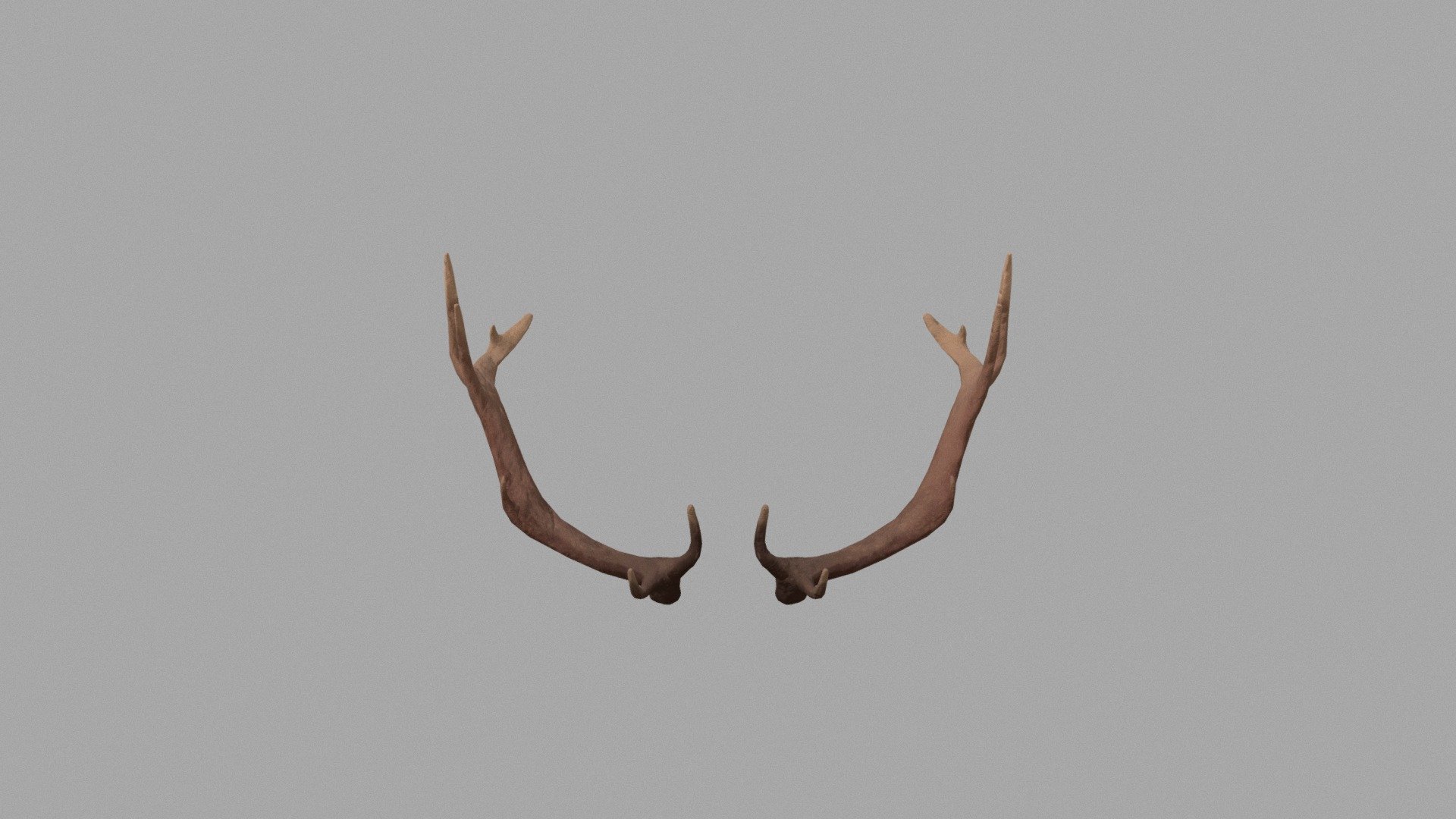 Antlers - 3D model by Zuzanna Zaremba (@zuzanna.zaremba99) [1aaa407 ...