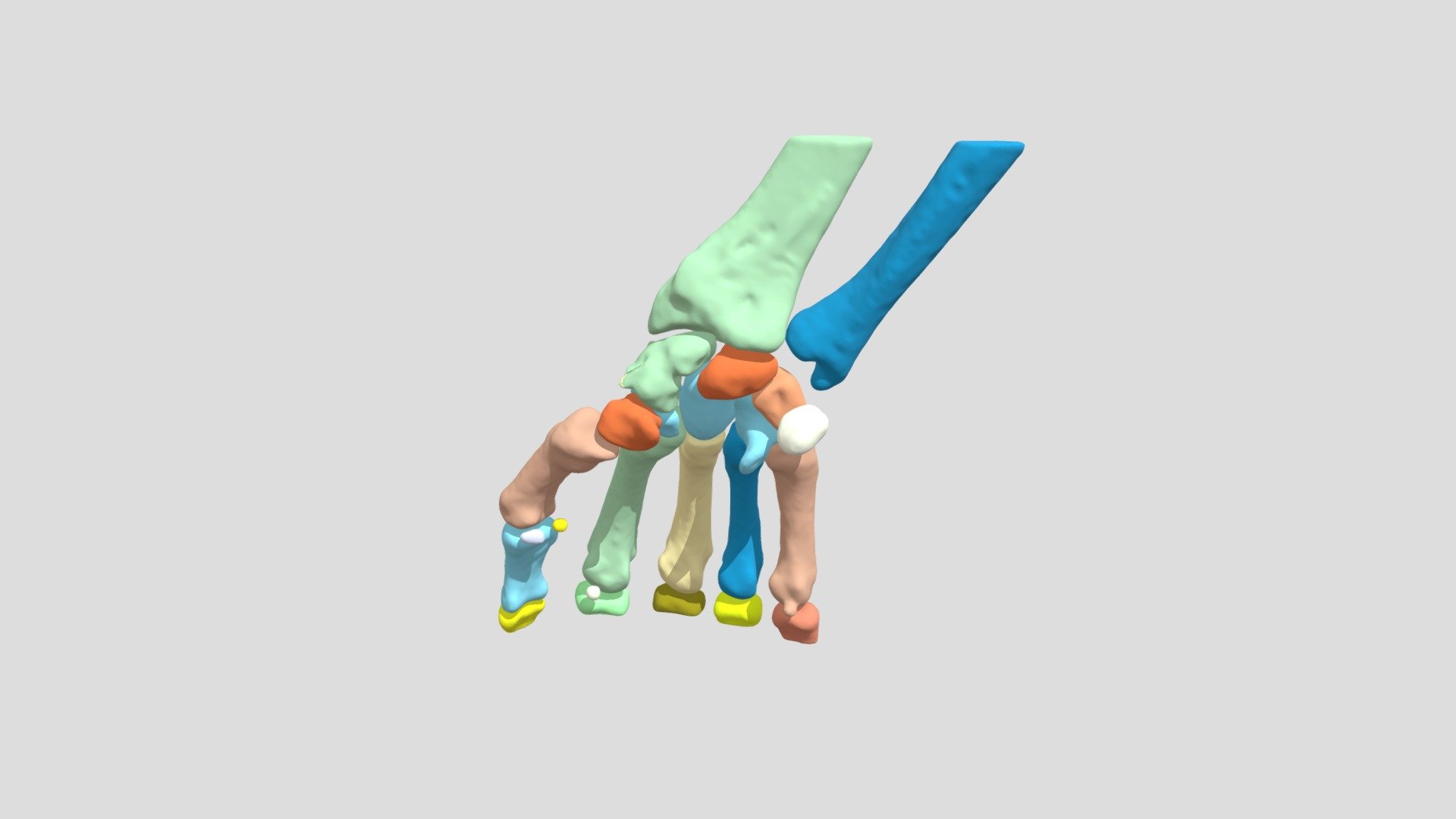 sajkacsont (os scaphoideum) - Download Free 3D model by Markoser ...