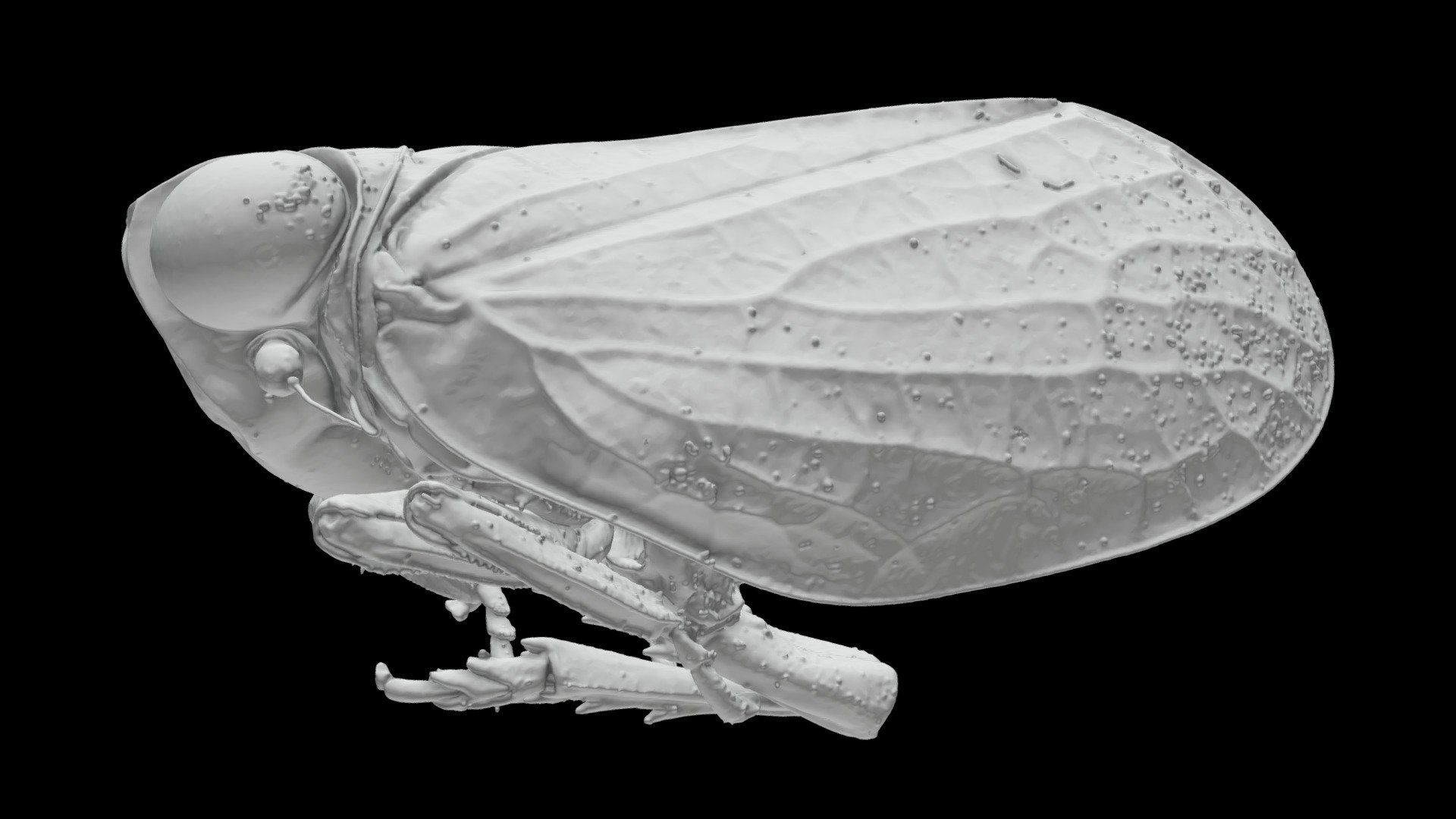 Halictophagus sp., 3 females inside Host - 3D model by Entomology Group ...