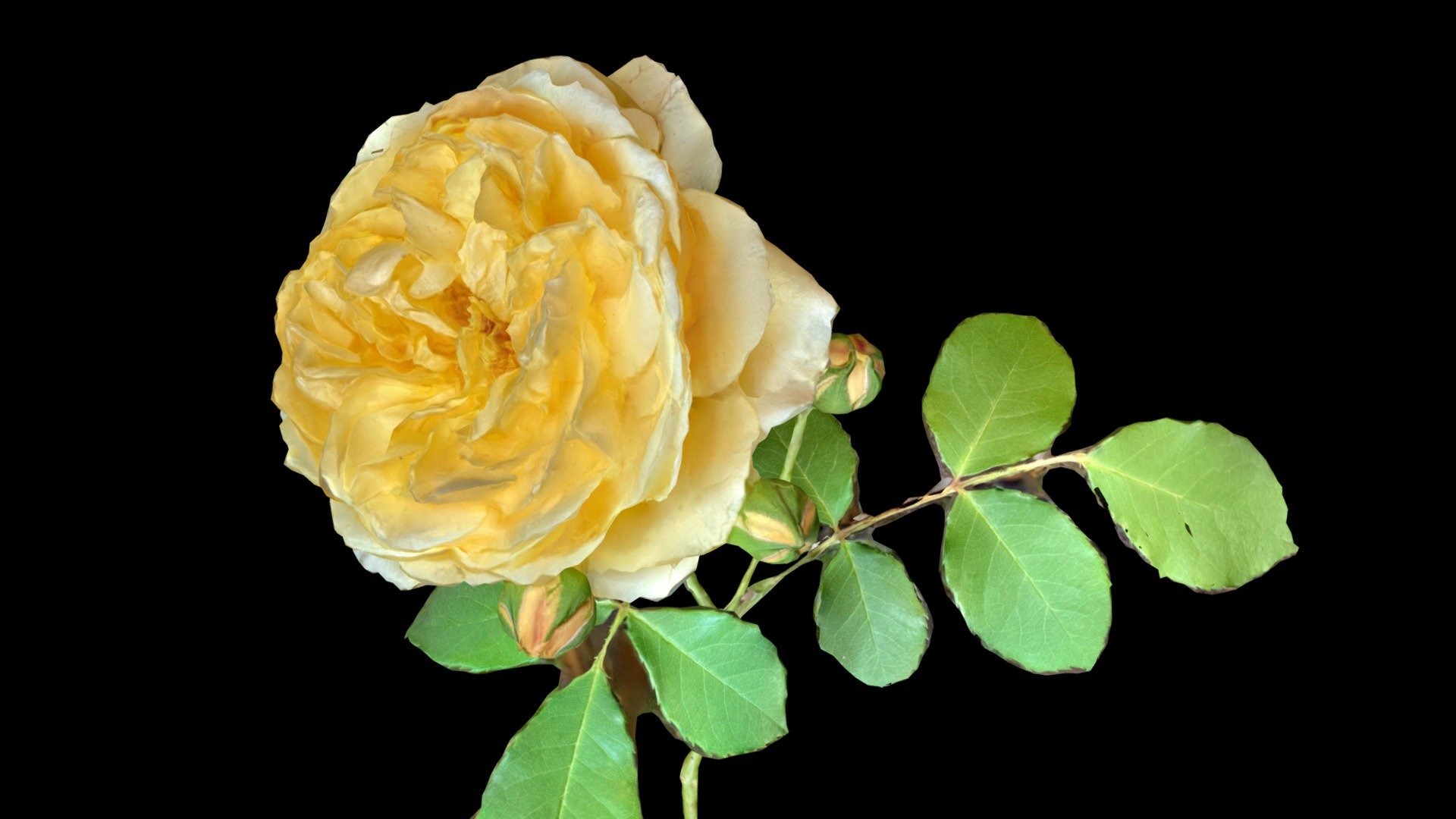 Graham Thomas Rose 2022 Spring - Download Free 3D model by Akiko ...