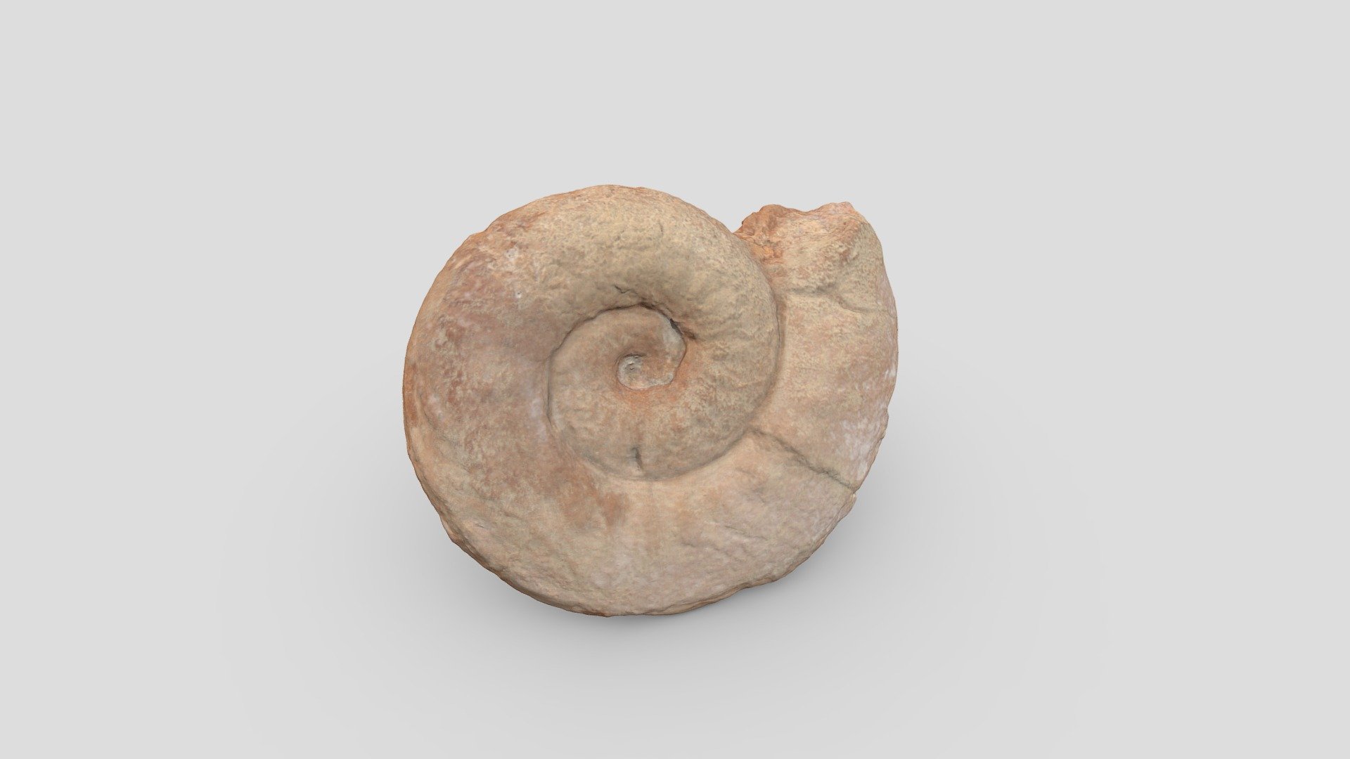 Ammonitesz/Ammonite - 3D model by Herman Ottó Múzeum (@hermanottomuseum ...
