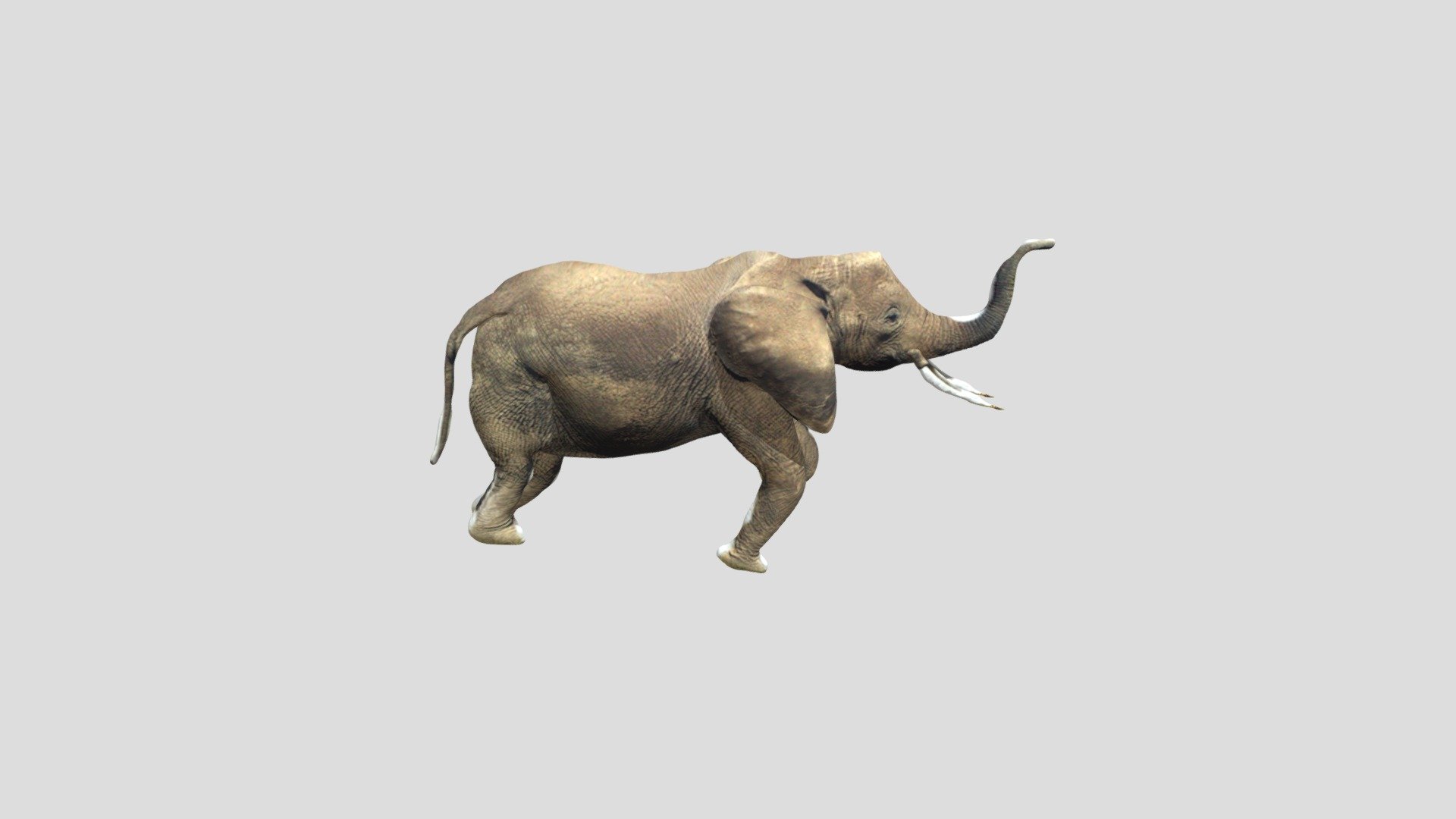 elephant walk - Download Free 3D model by 855451 [1ab2e4e] - Sketchfab