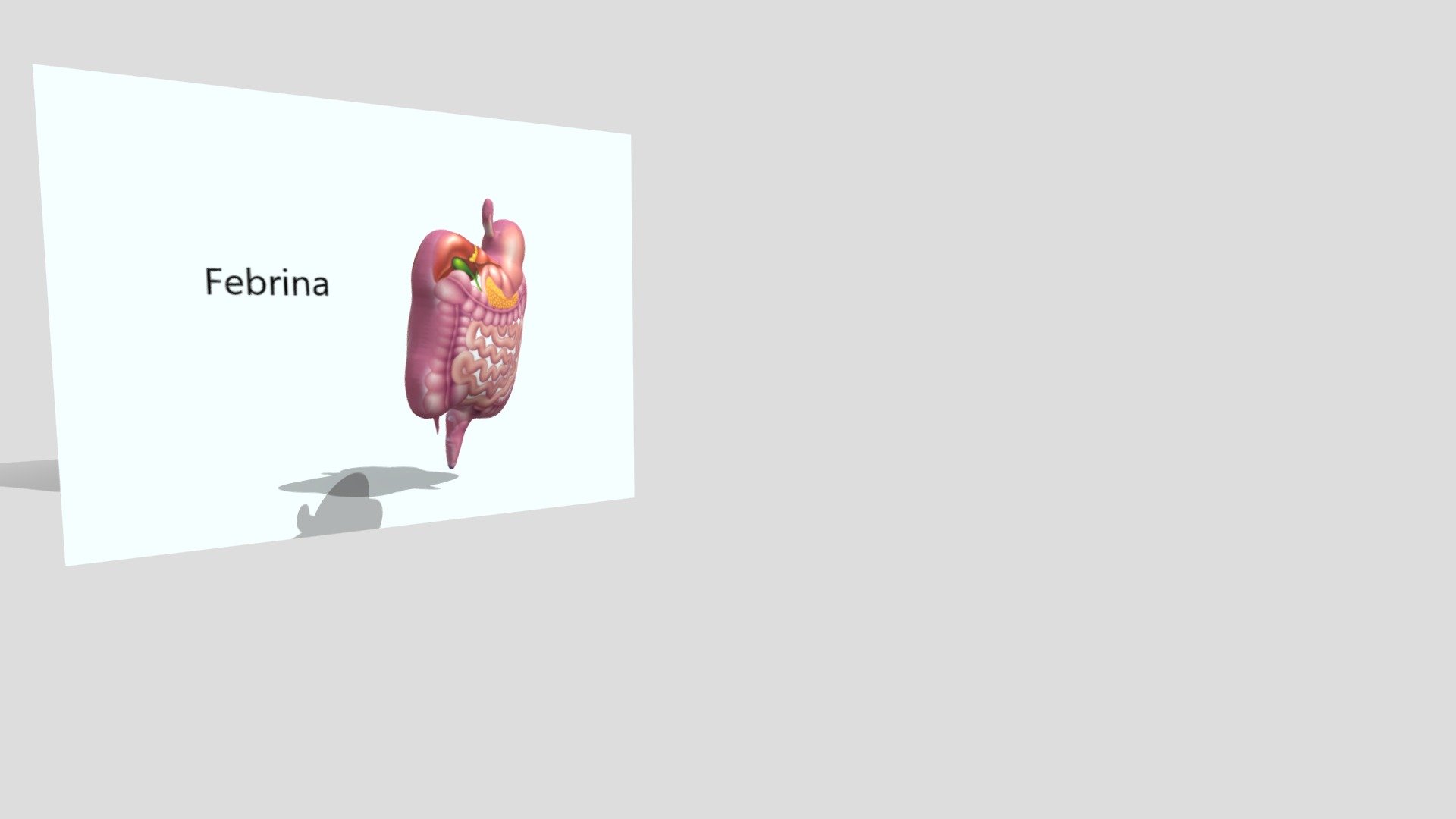 Organ Pencernaan Febrina - Download Free 3D model by febrina.wulandari ...