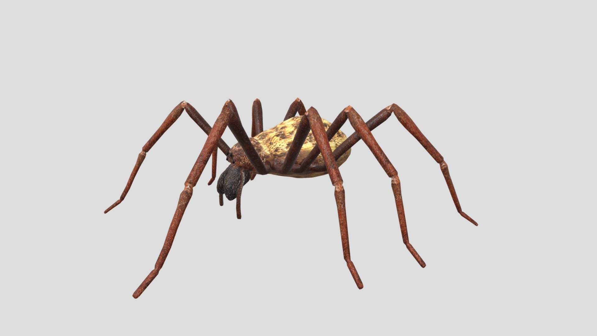 House Spider - Buy Royalty Free 3D model by rmilushev [1ab5d2b ...
