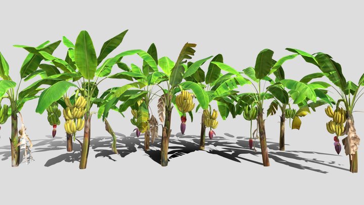 Plantation 3D models - Sketchfab