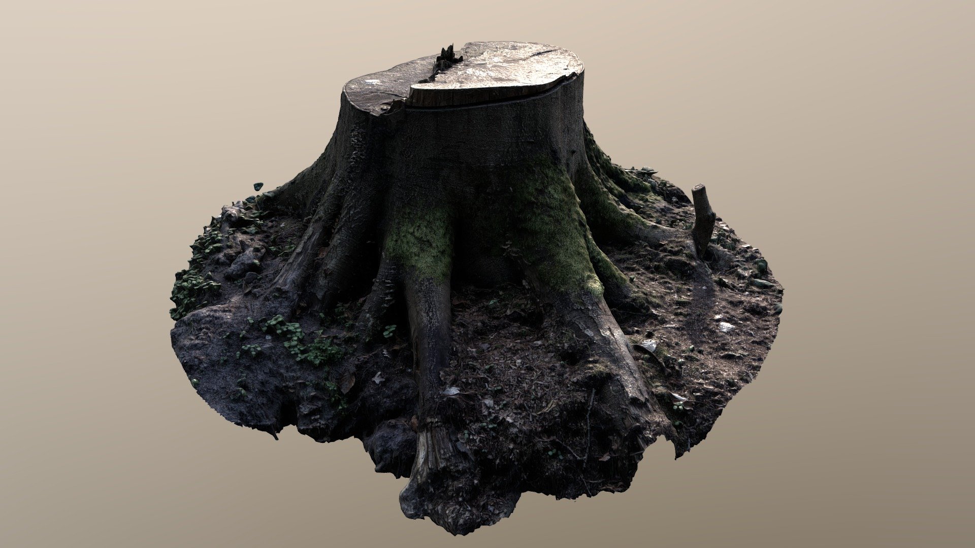 Tree Stump Scan - Download Free 3D model by Kai Moisch (@kaimoisch ...