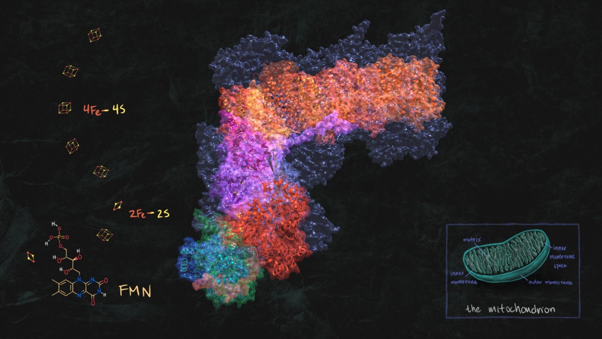 Complex I NADH: Ubiquinone Oxidoreductase - 3D model by University of ...