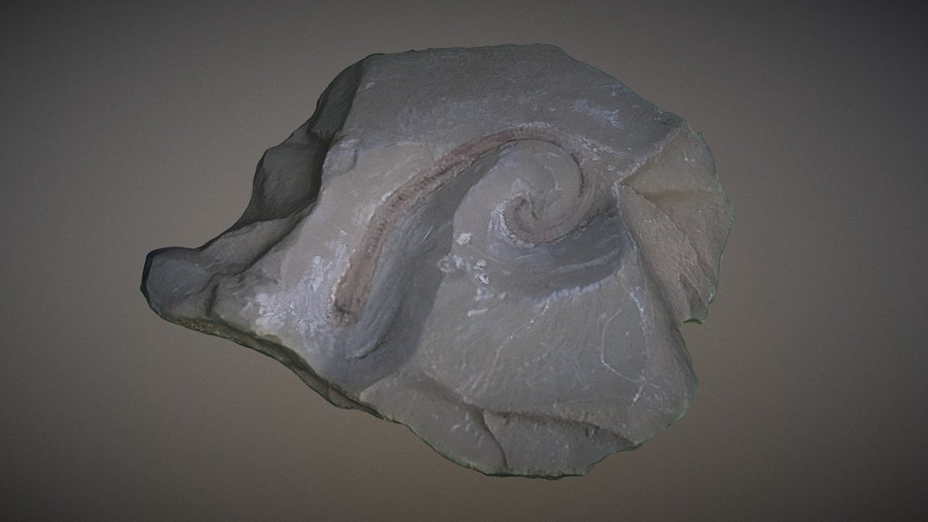Roundworms Flatworms and Segmented Worms - A 3D model collection by ...