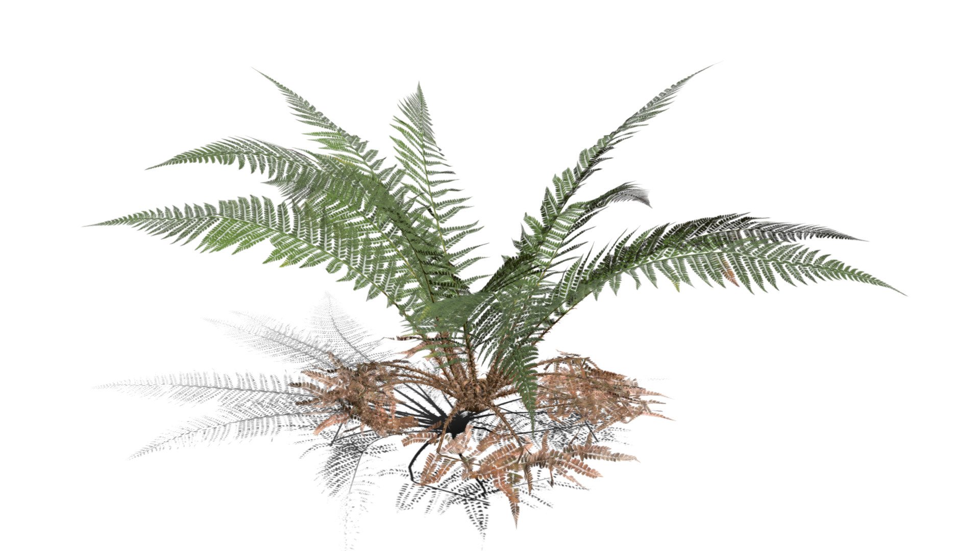 Realistic HD Male fern (12/50) - Download Free 3D model by PlantCatalog ...