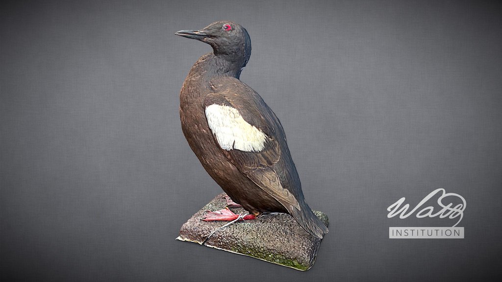 bird collection - A 3D model collection by The Watt Institution ...