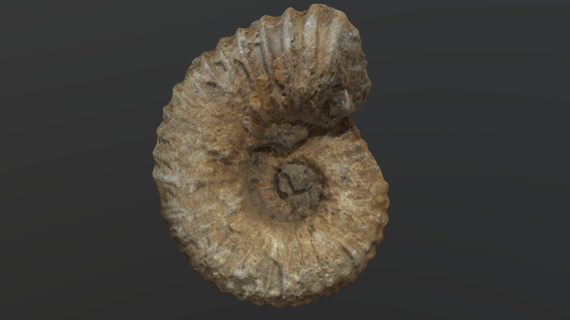 Ammonite - Download Free 3D model by Tavernier Amaury (@svtavernier ...