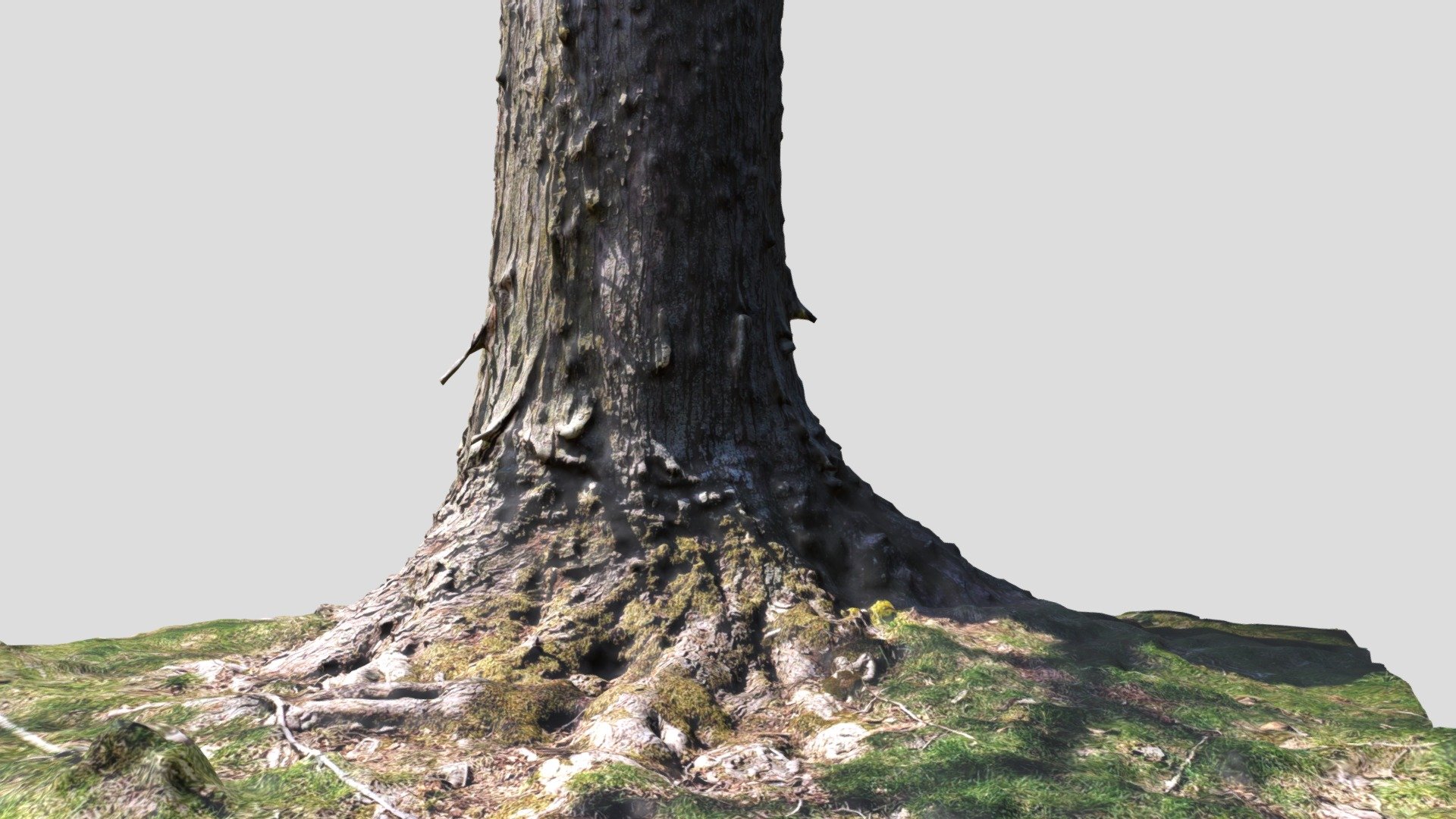 Scanned Tree - 3D model by JavierTorres [1ad407d] - Sketchfab