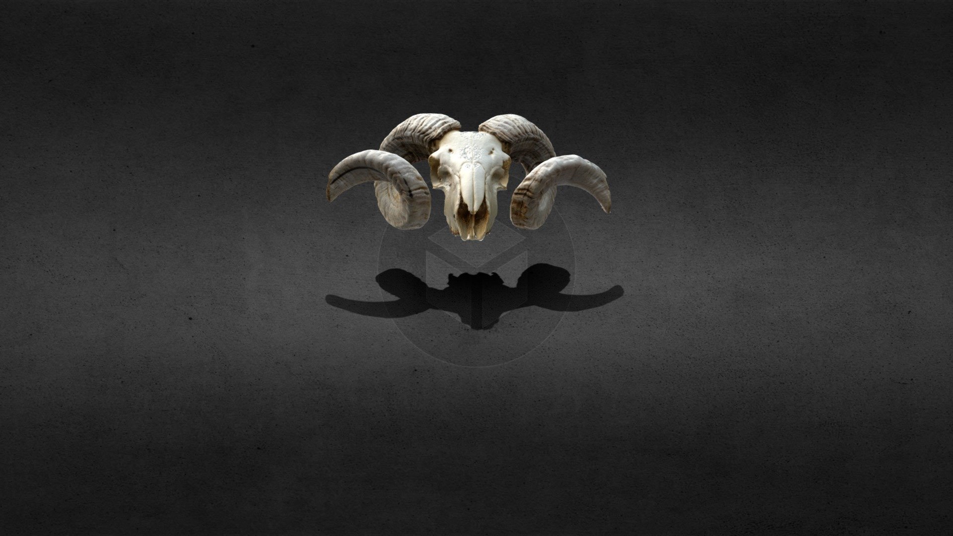 Rams head test 1 - 3D model by Photogrammetry project test ...