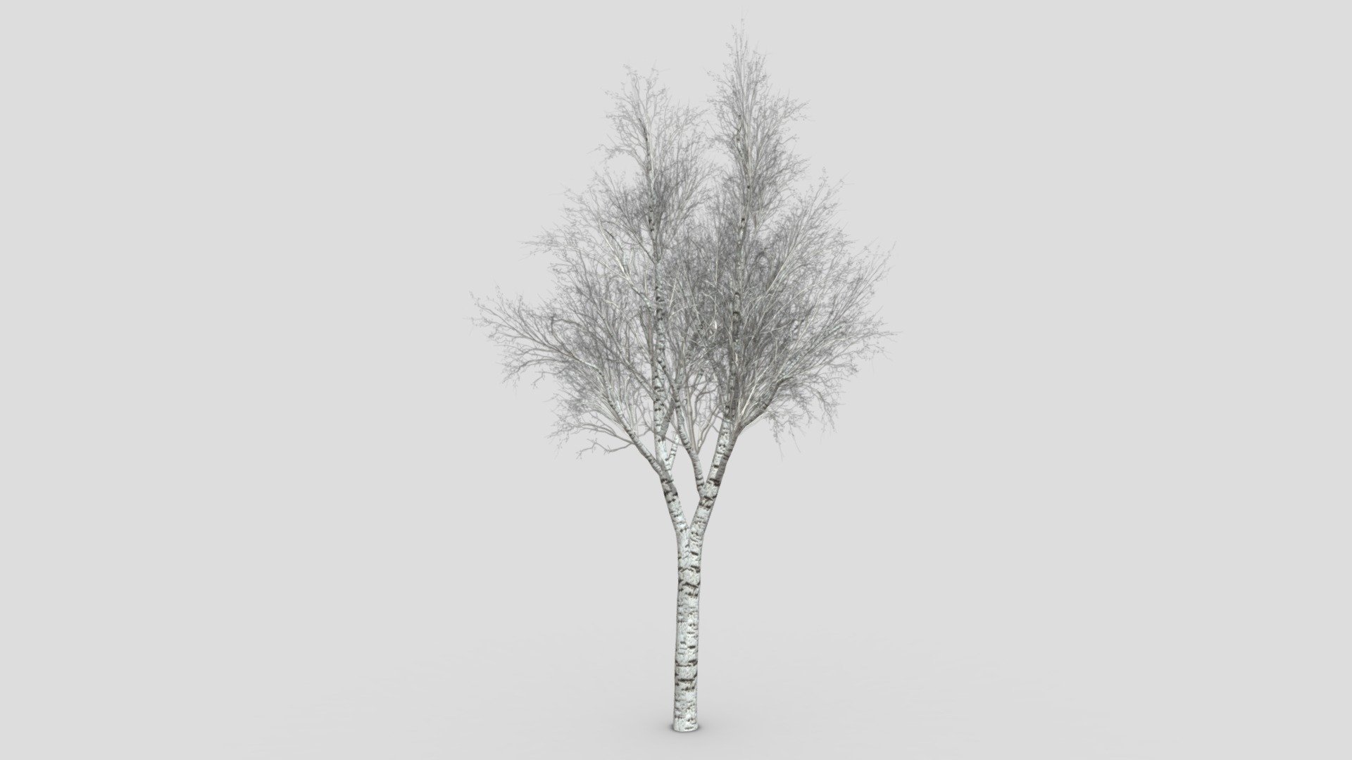 White Birch Tree-ST-35 - Buy Royalty Free 3D model by ASMA3D [1ad51a4 ...