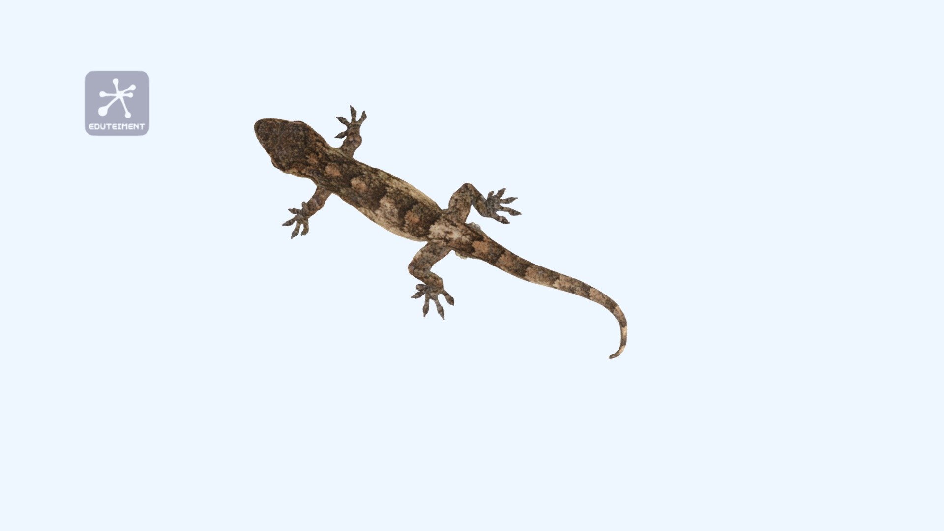 Gecko japonés, Gekko japonicus - 3D model by Eduteiment (@camiloislas ...