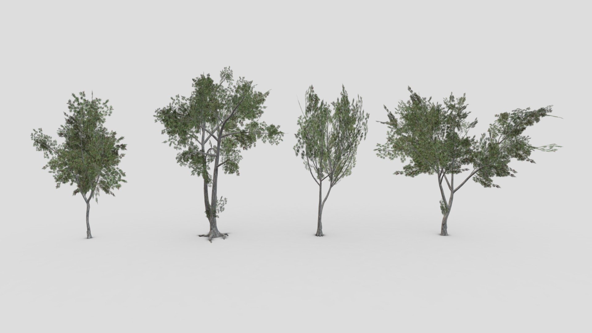 Conocarpus Tree- Pack- 01 - Buy Royalty Free 3D model by ASMA3D [1ad9e6d] - Sketchfab Store