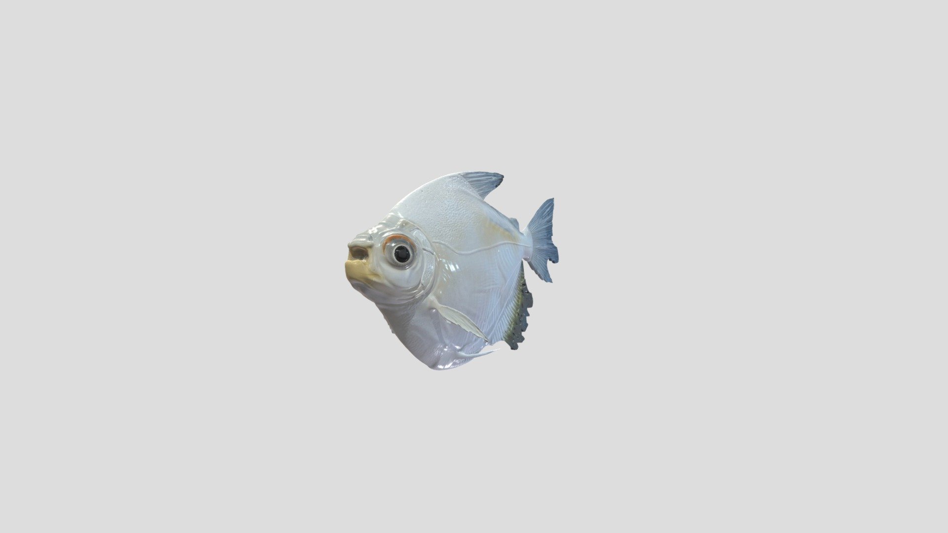 Golden Silver Dollar (Mylossuma Aureum) - Download Free 3D model by ...