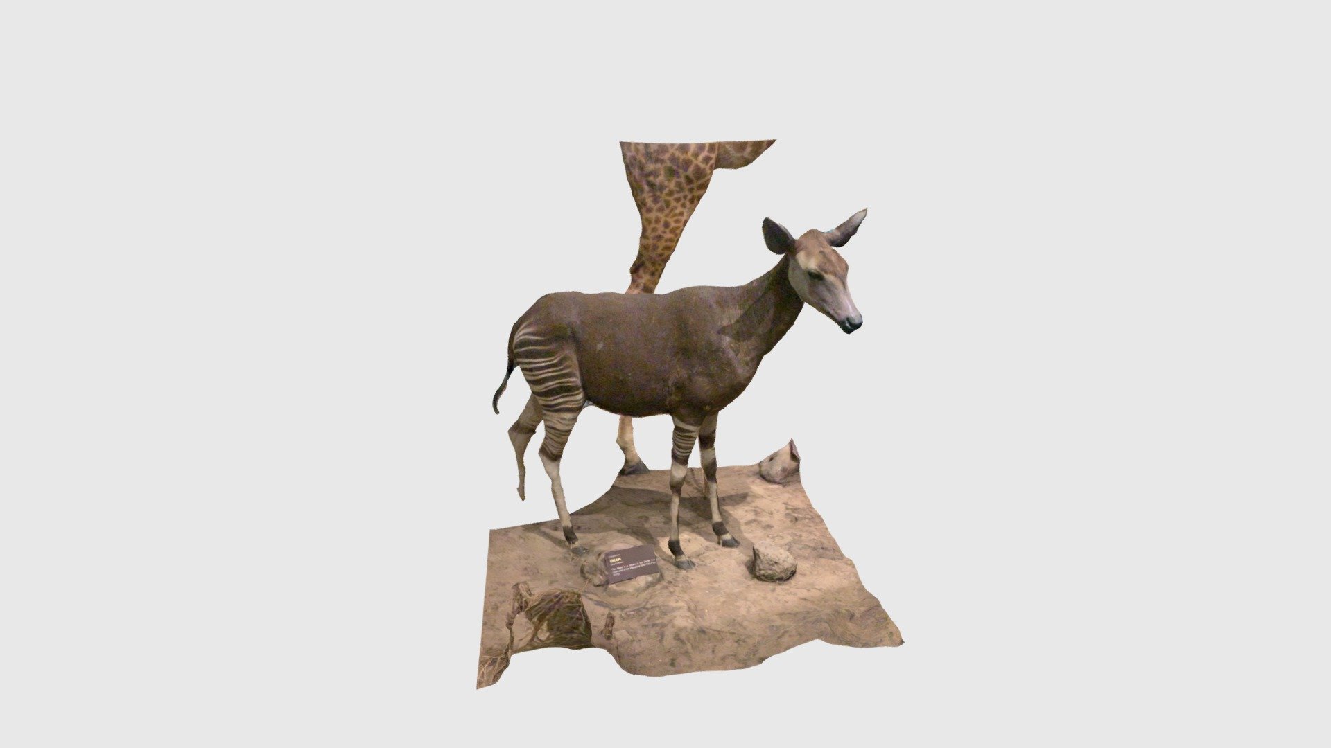 OKAPI: The secret stripped Giraffe. - Download Free 3D model by Jiwe Studio (@jiwestudio ...