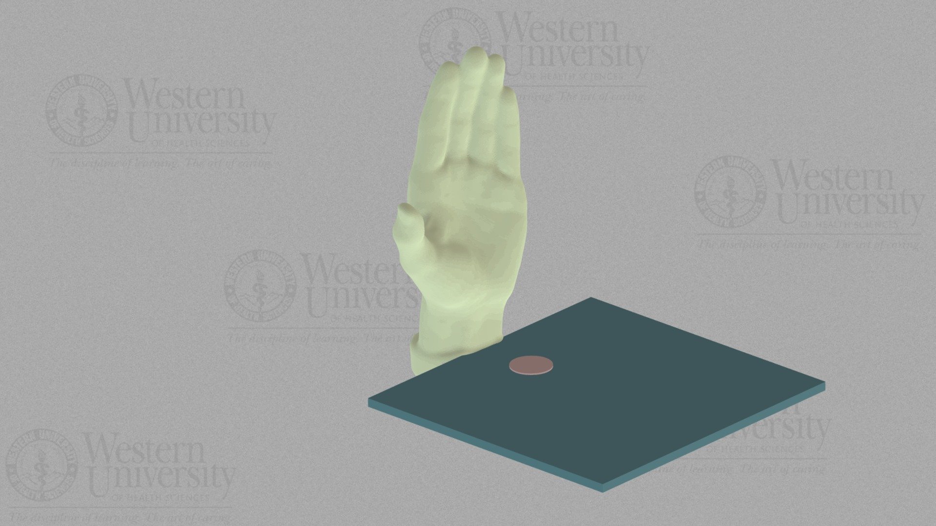 Hand_Sample_23-1127 - 3D model by WesternU3D [1adc2cf] - Sketchfab