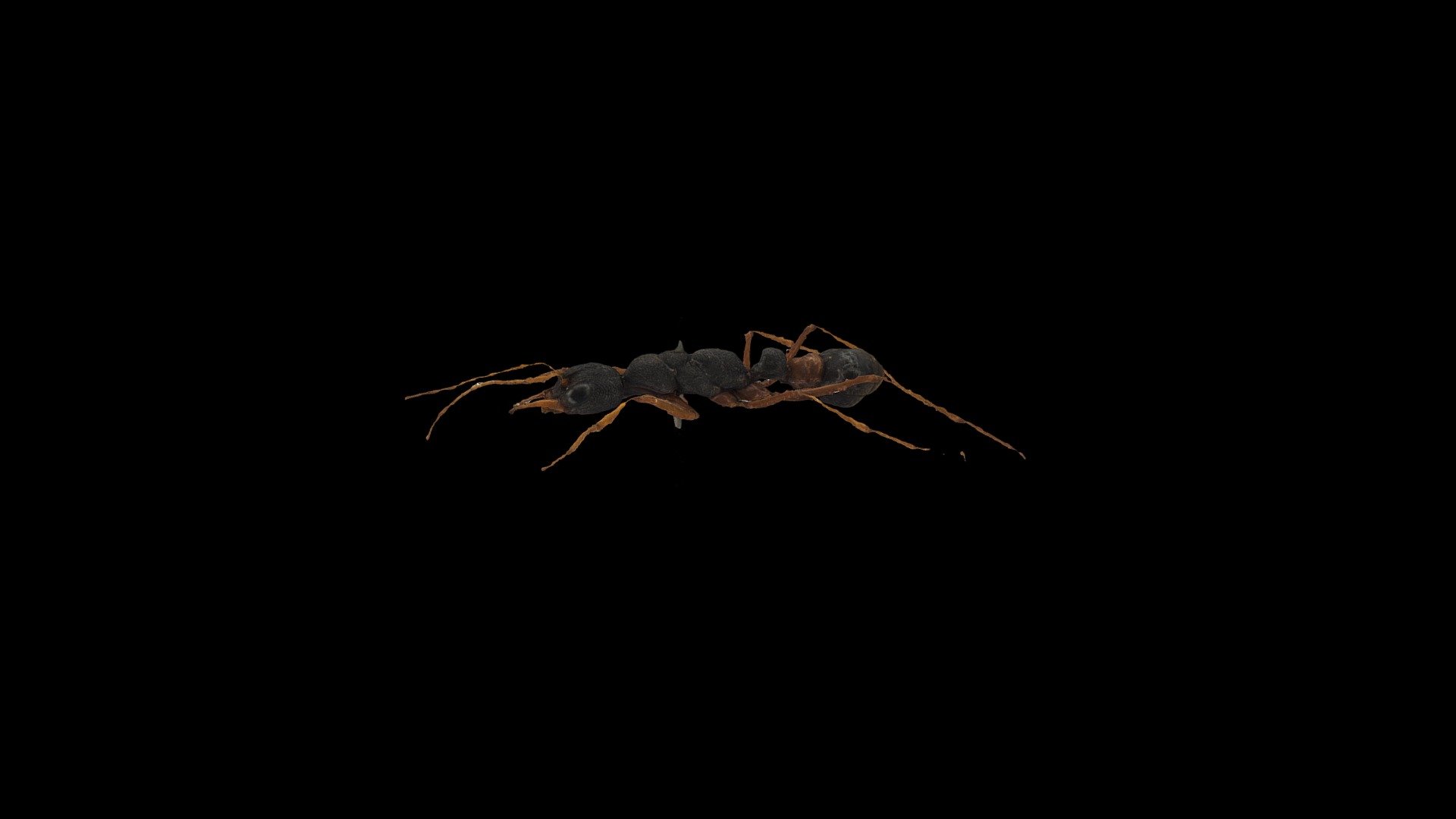 Bullant - 3D model by Rob Moore (@robmoore4812) [1ae3992] - Sketchfab