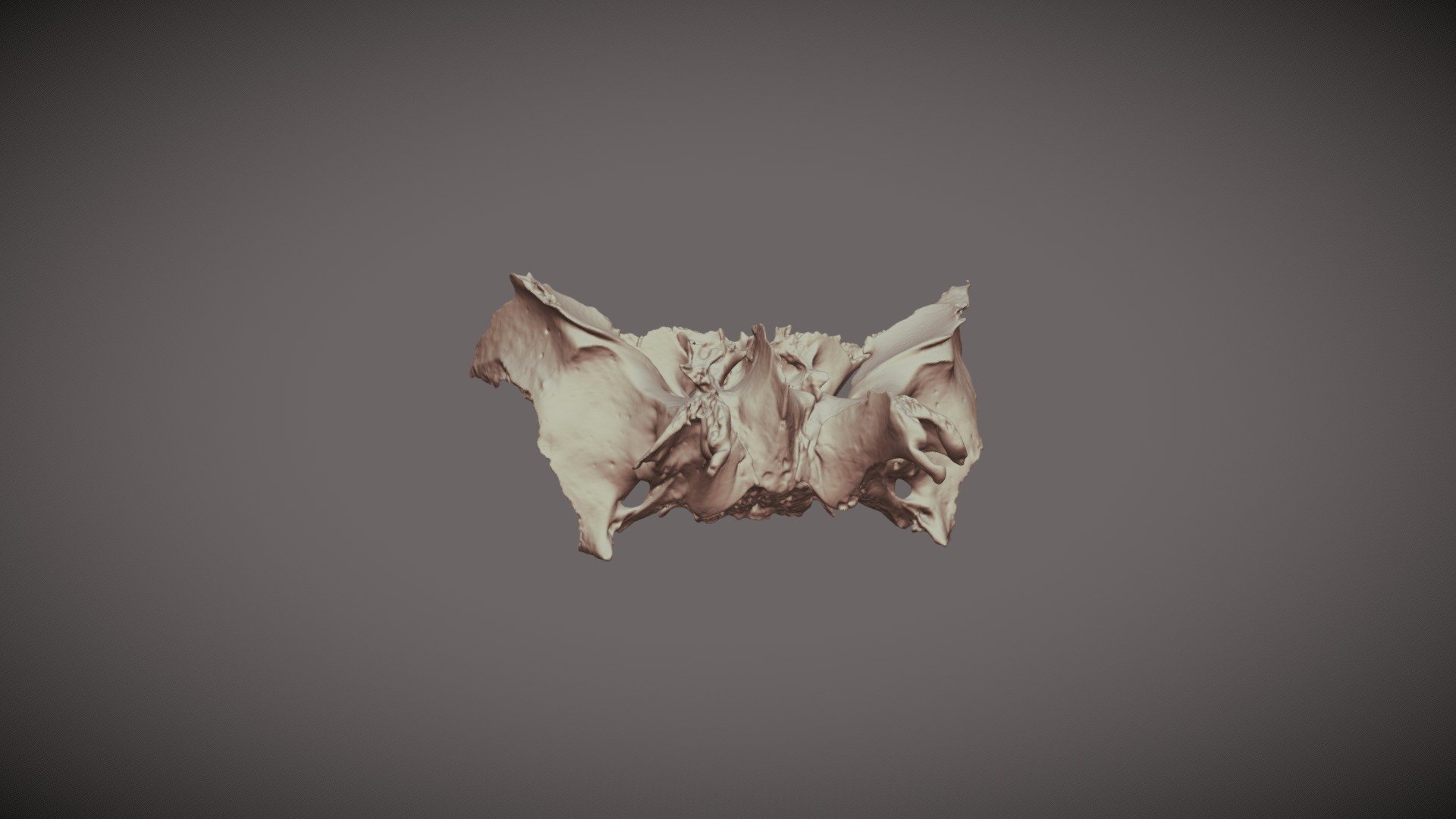 Sphenoid - 3D model by OrJames Labs (@orjameslabs) [1ae755e] - Sketchfab