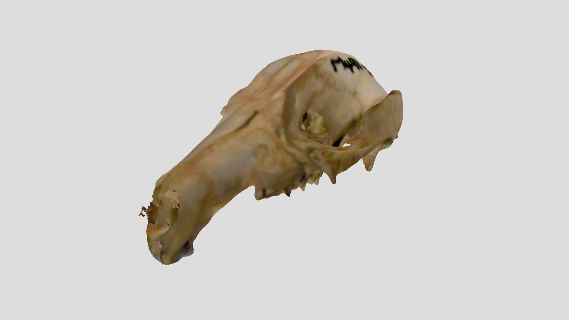 WAM M49175 - Black-footed Rock-wallaby (Skull) - 3D model by Western ...