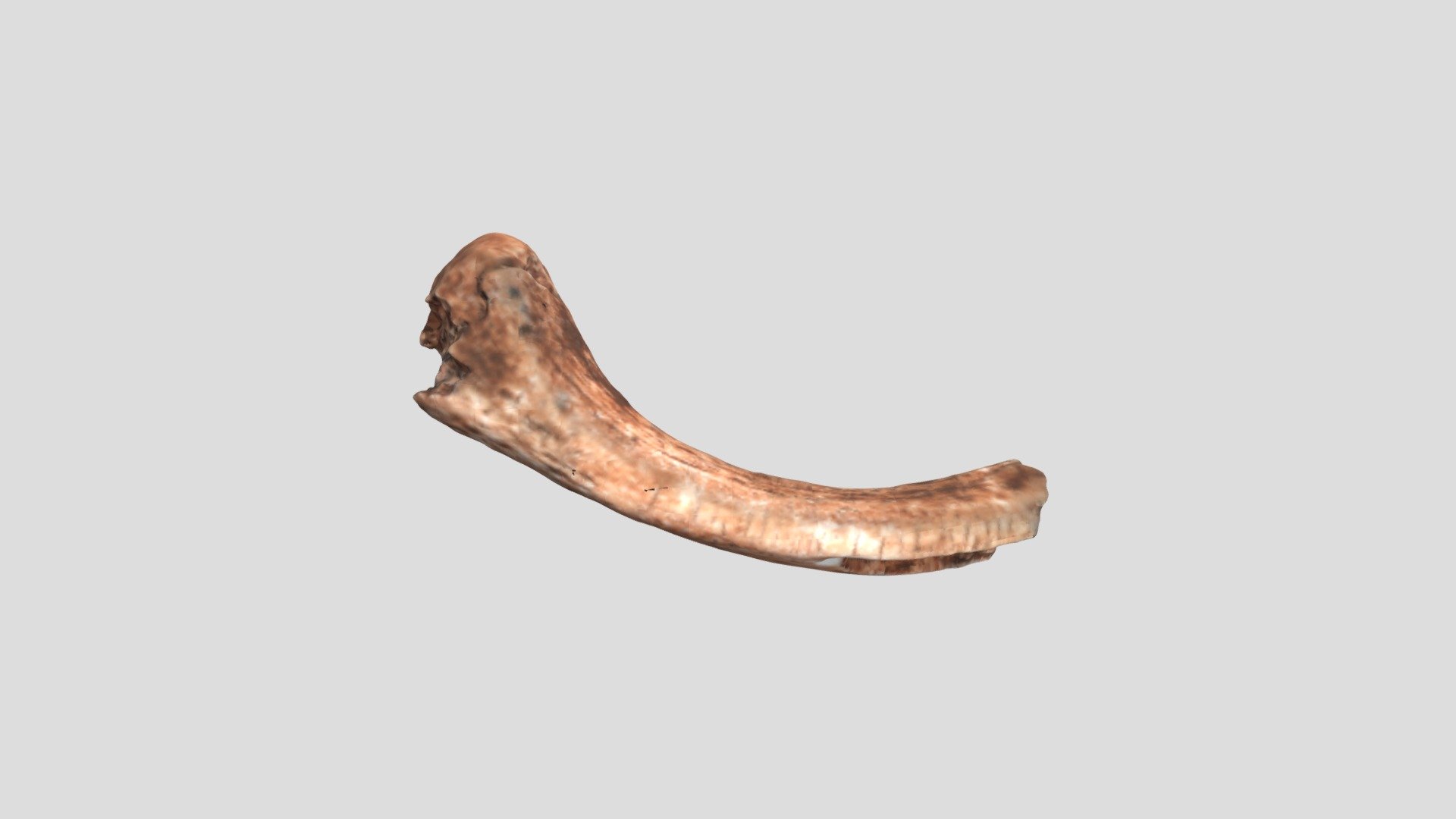 Rib Fragment 3 - 3D model by cdavis5 [1ae87ed] - Sketchfab